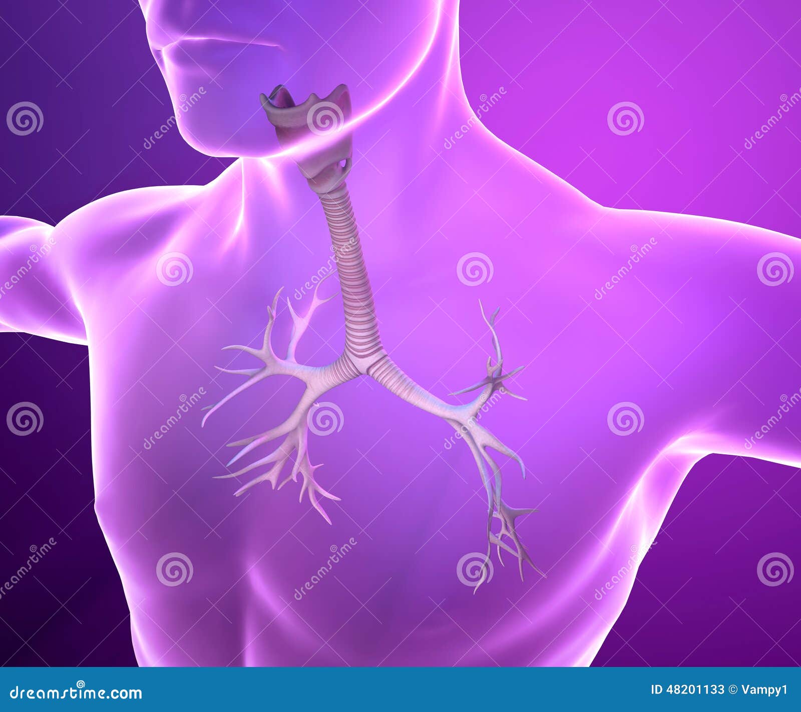 Anatomia Maschio Dei Bronchi Illustrazione di Stock - Illustrazione di ...