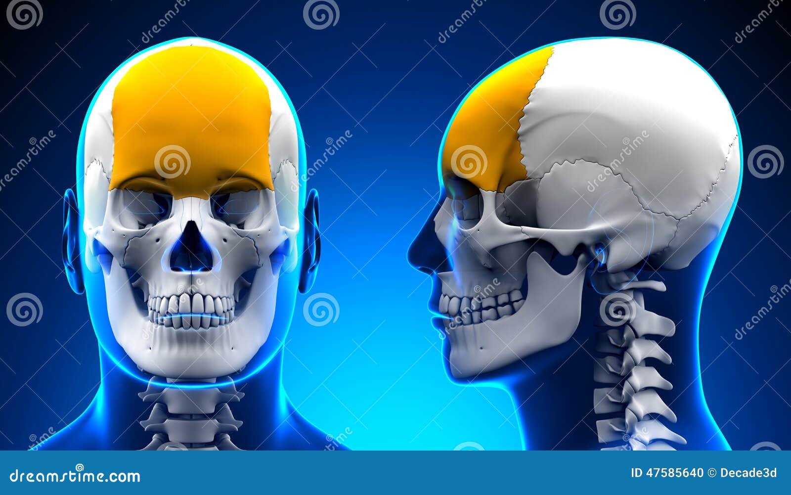 Anatomia Maschio Del Cranio Dell'osso Frontale - Concetto Blu ...