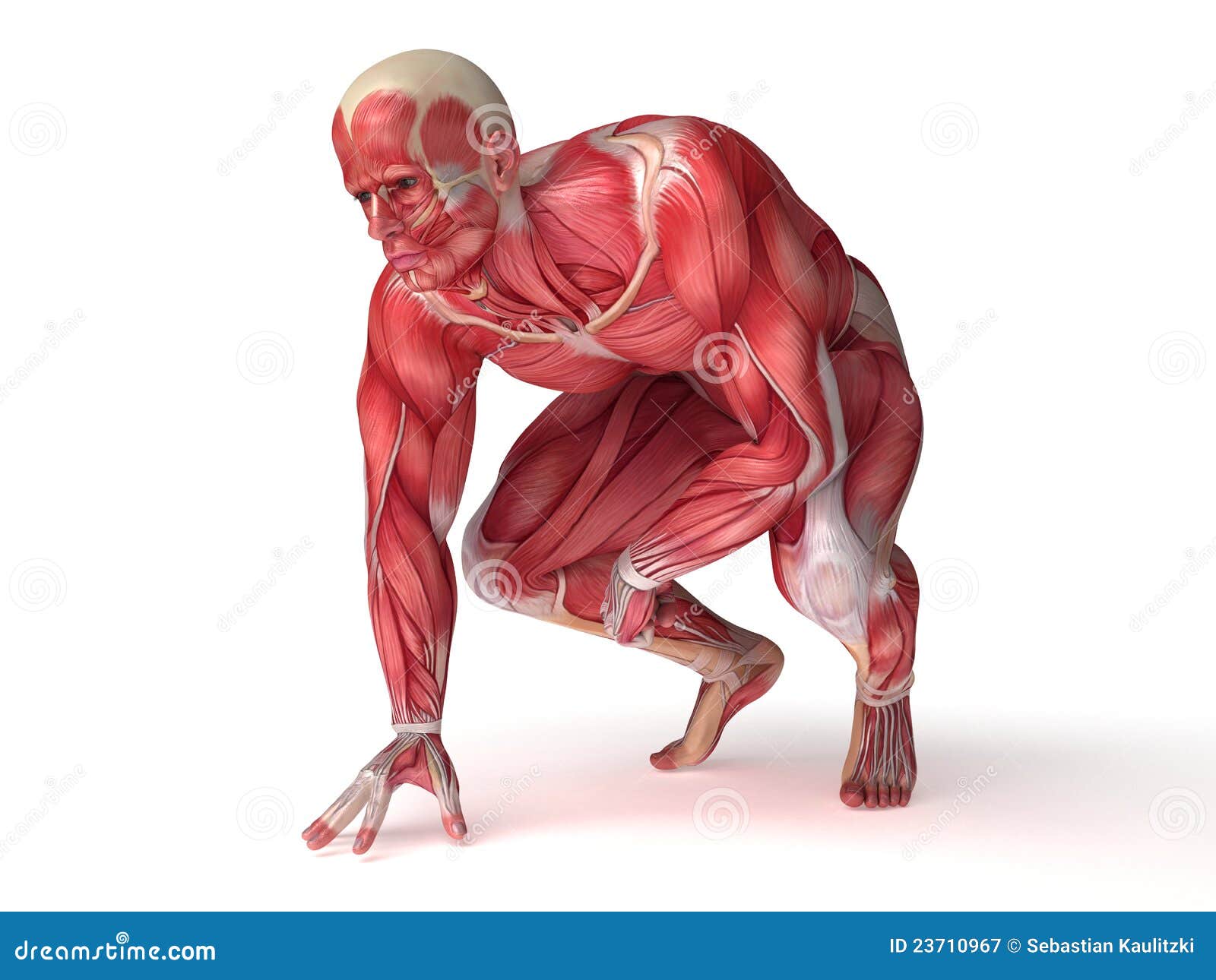 Anatomia Maschio Del Muscolo Illustrazione di Stock - Illustrazione di ...
