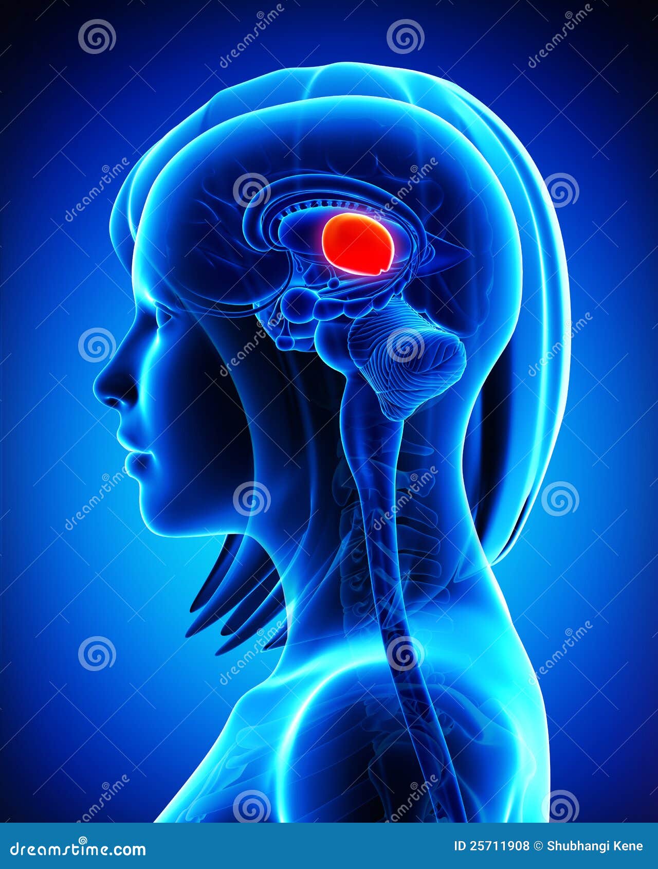 Anatomia MIDBRAIN Do Cérebro - Secção Transversal Ilustração Stock ...