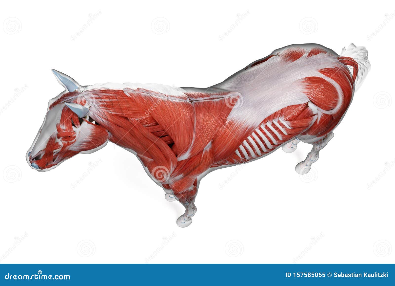 Anatomia Muscolare Dei Cavalli Illustrazione di Stock - Illustrazione ...