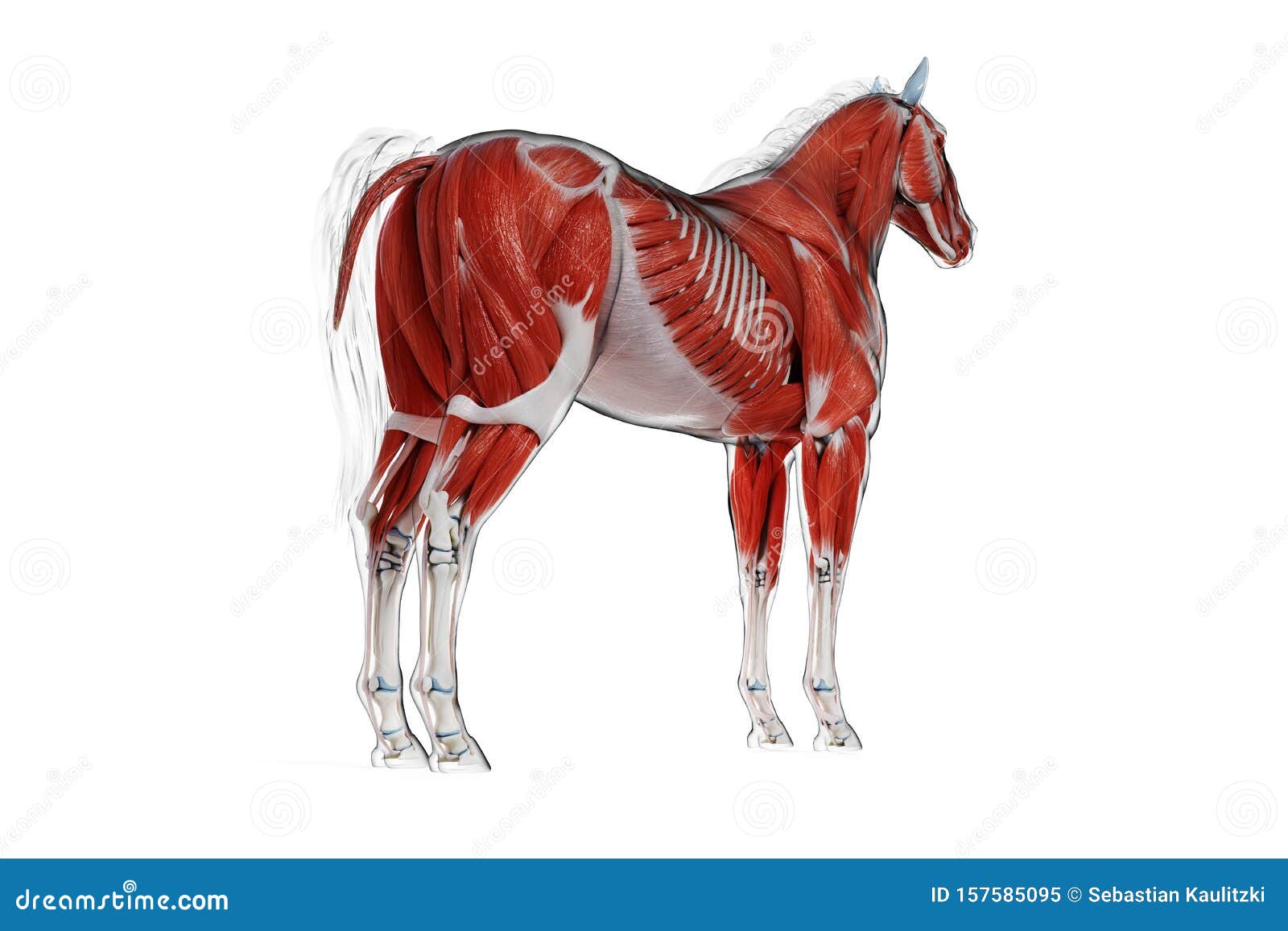 Anatomia Muscolare Dei Cavalli Illustrazione di Stock - Illustrazione ...