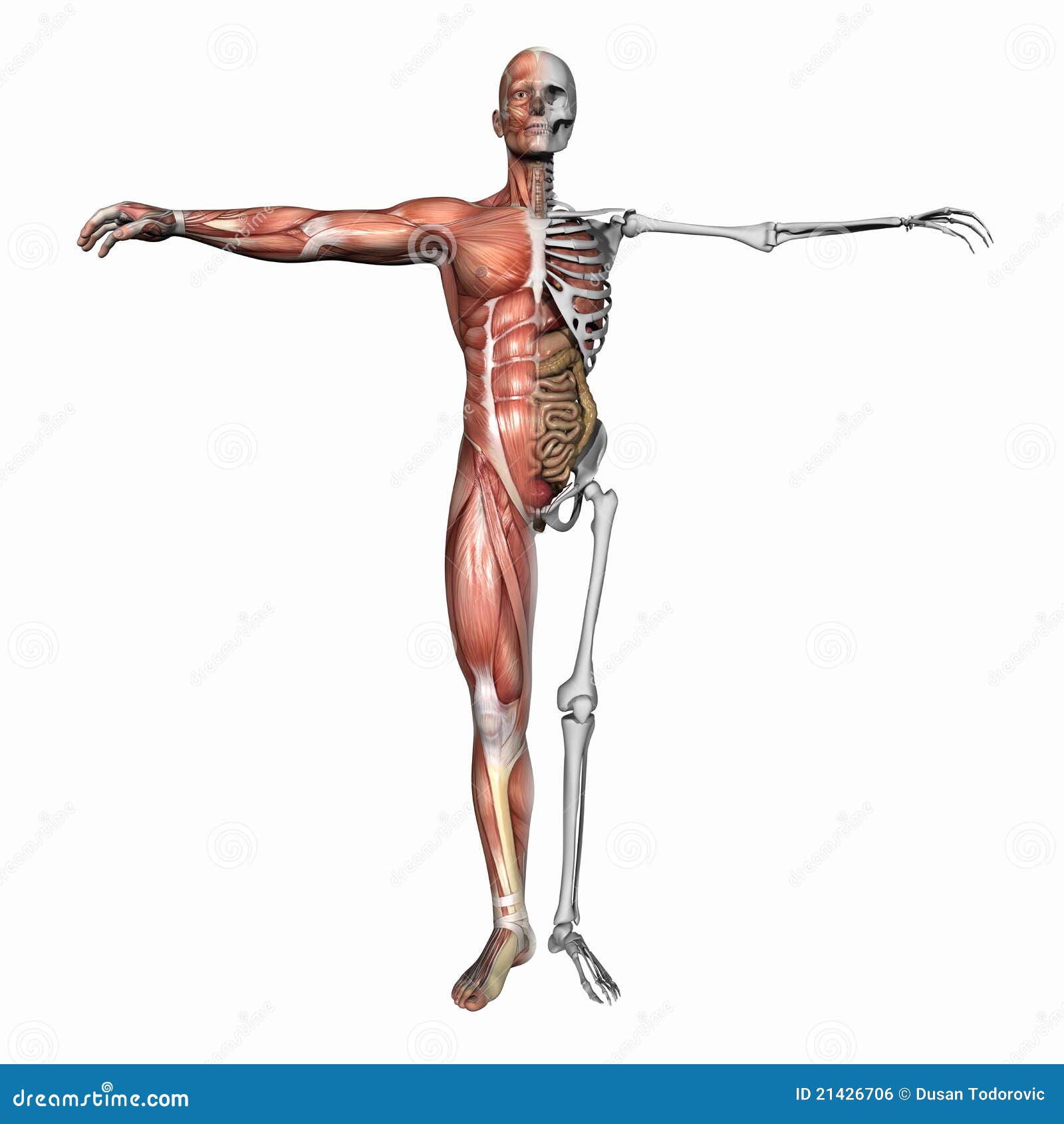Anatomia, Muscoli E Scheletro Illustrazione di Stock - Illustrazione di femmina, muscoli: 21426706