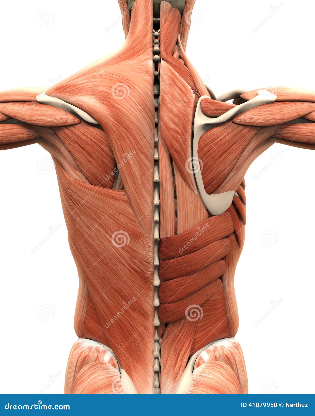 Anatomia Muscular Da Parte Traseira Ilustração Stock - Ilustração de ...