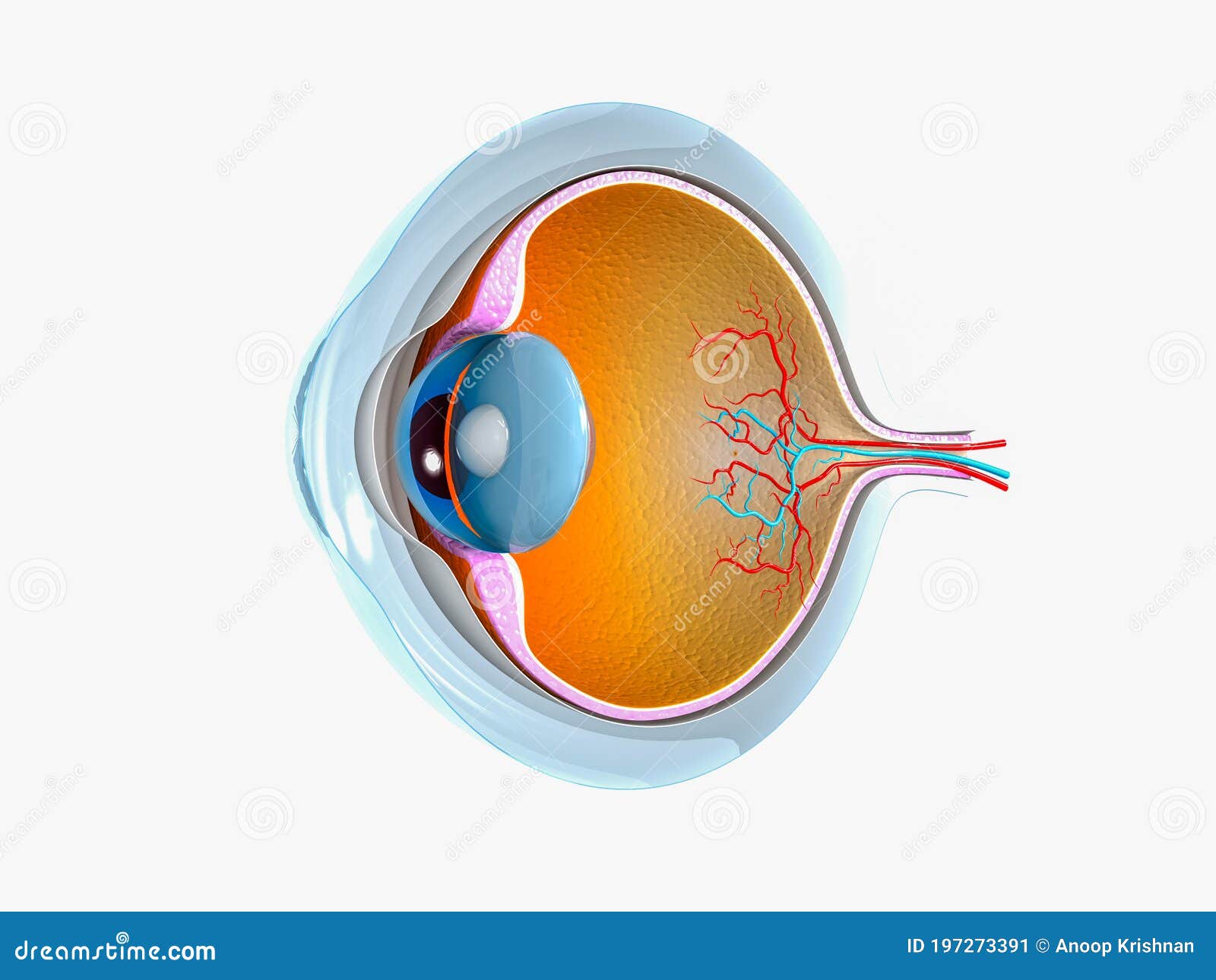 Anatomia oka obraz stock. Obraz złożonej z irys, optometrysta - 197273391