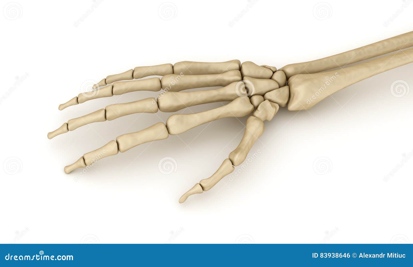 Anatomia Scheletrica Del Polso Umano Illustrazione di Stock ...