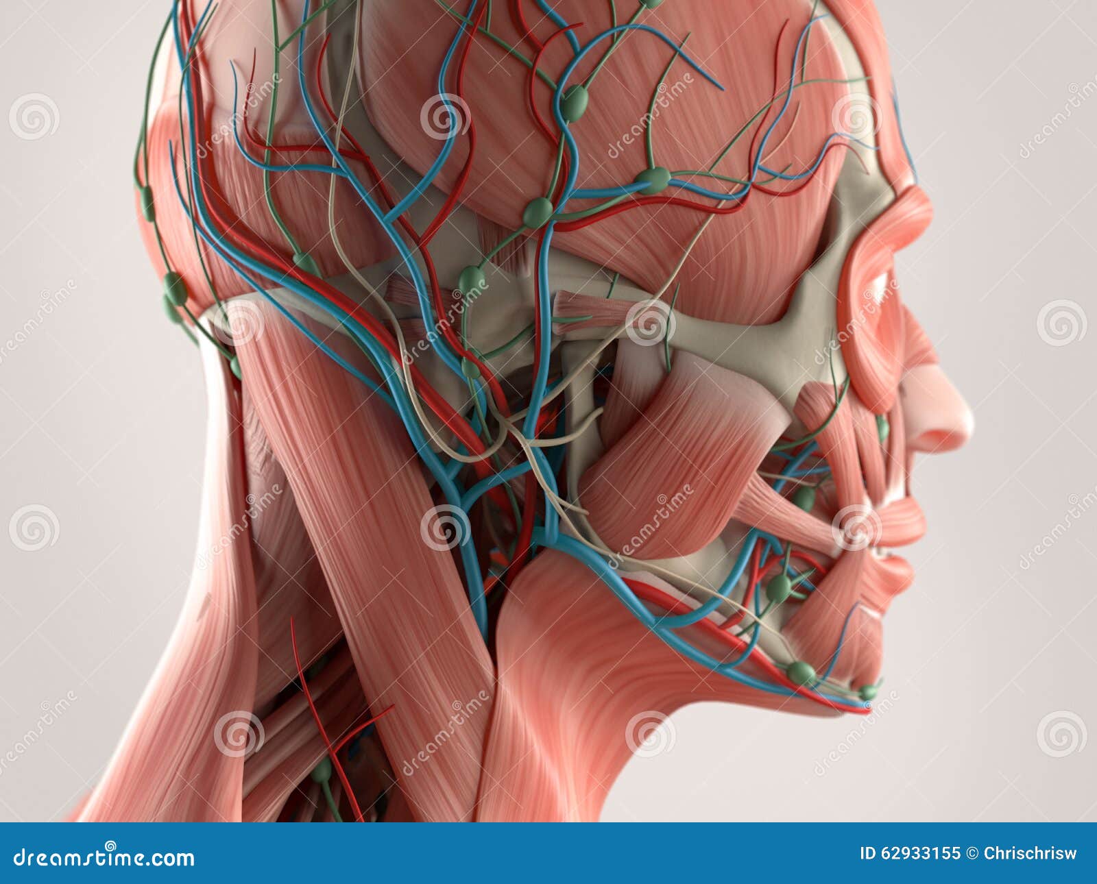 Anatomia Umana Che Mostra Fronte E Testa Illustrazione di Stock ...