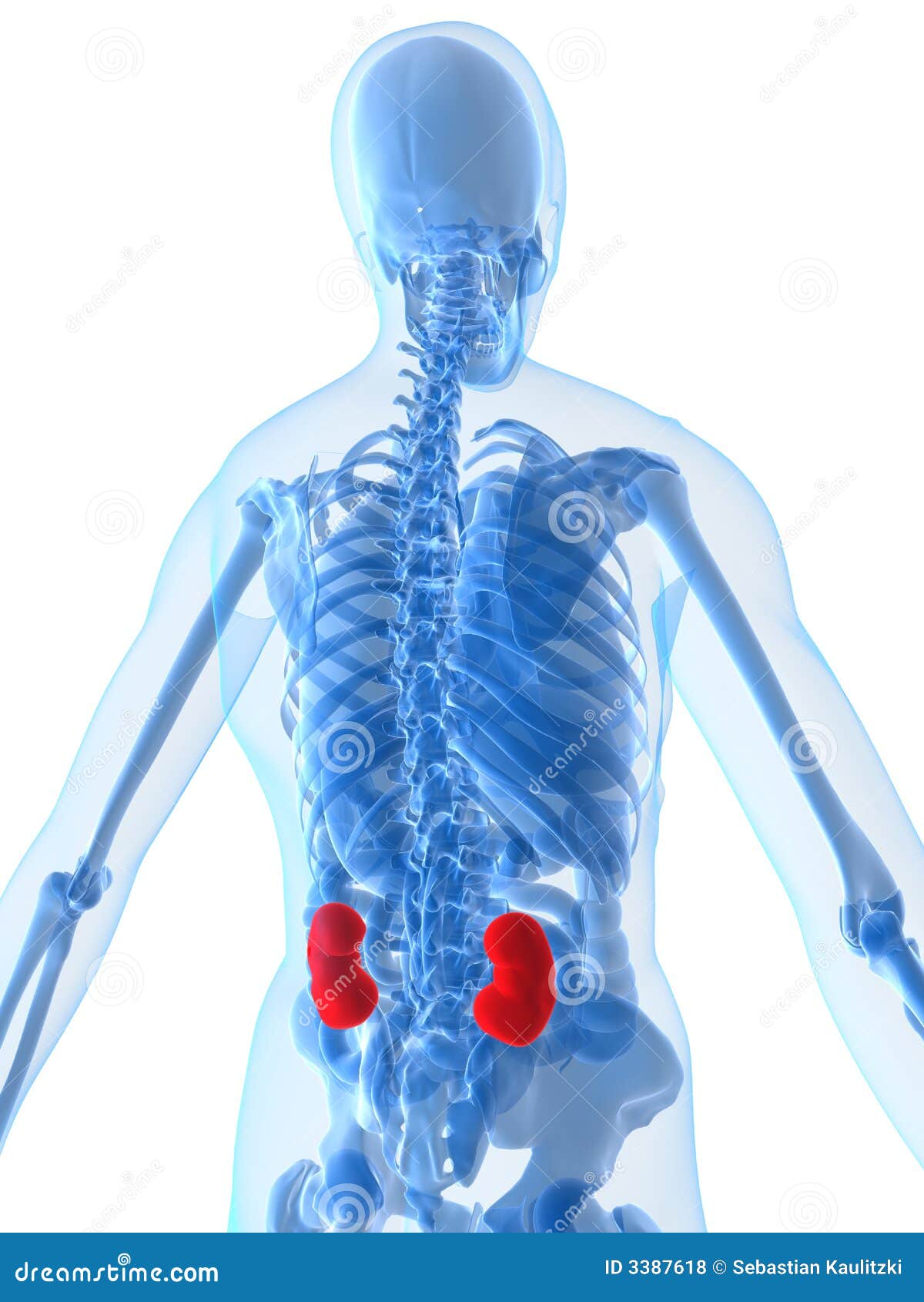 Anatomia umana con i reni illustrazione di stock. Illustrazione di ...