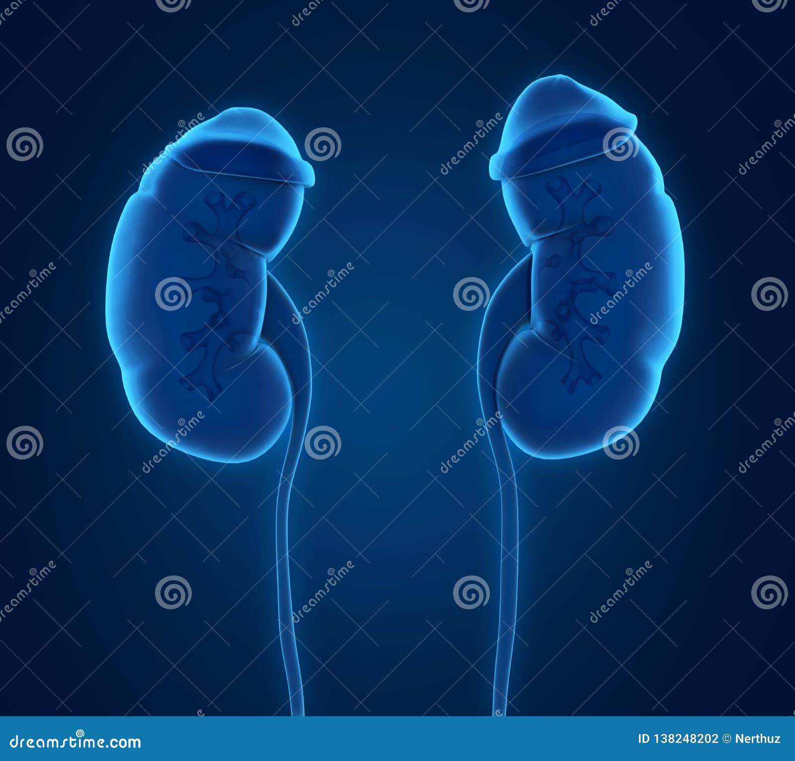 Anatomia umana dei reni illustrazione di stock. Illustrazione di ...