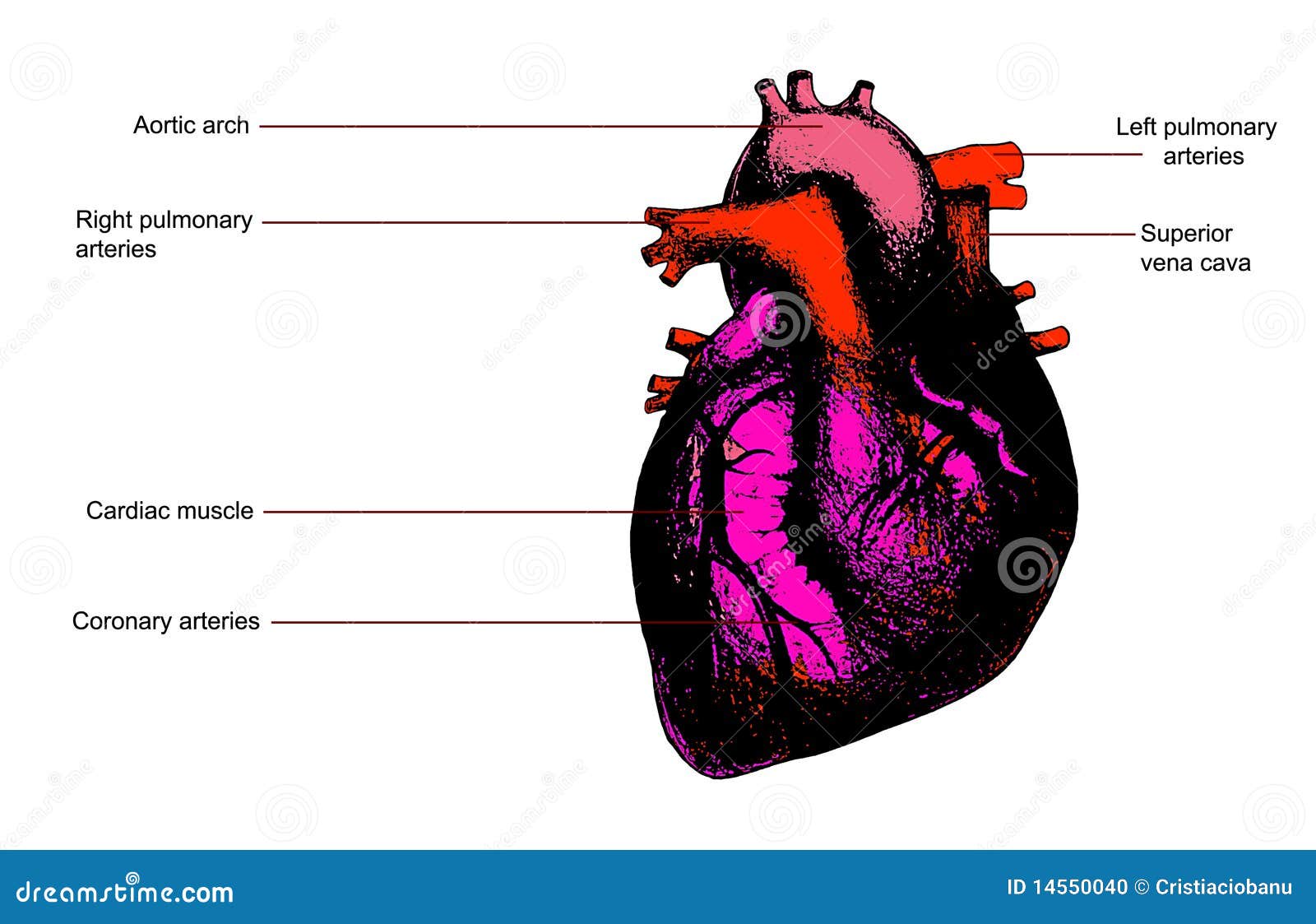 Anatomia umana del cuore illustrazione di stock. Illustrazione di ...