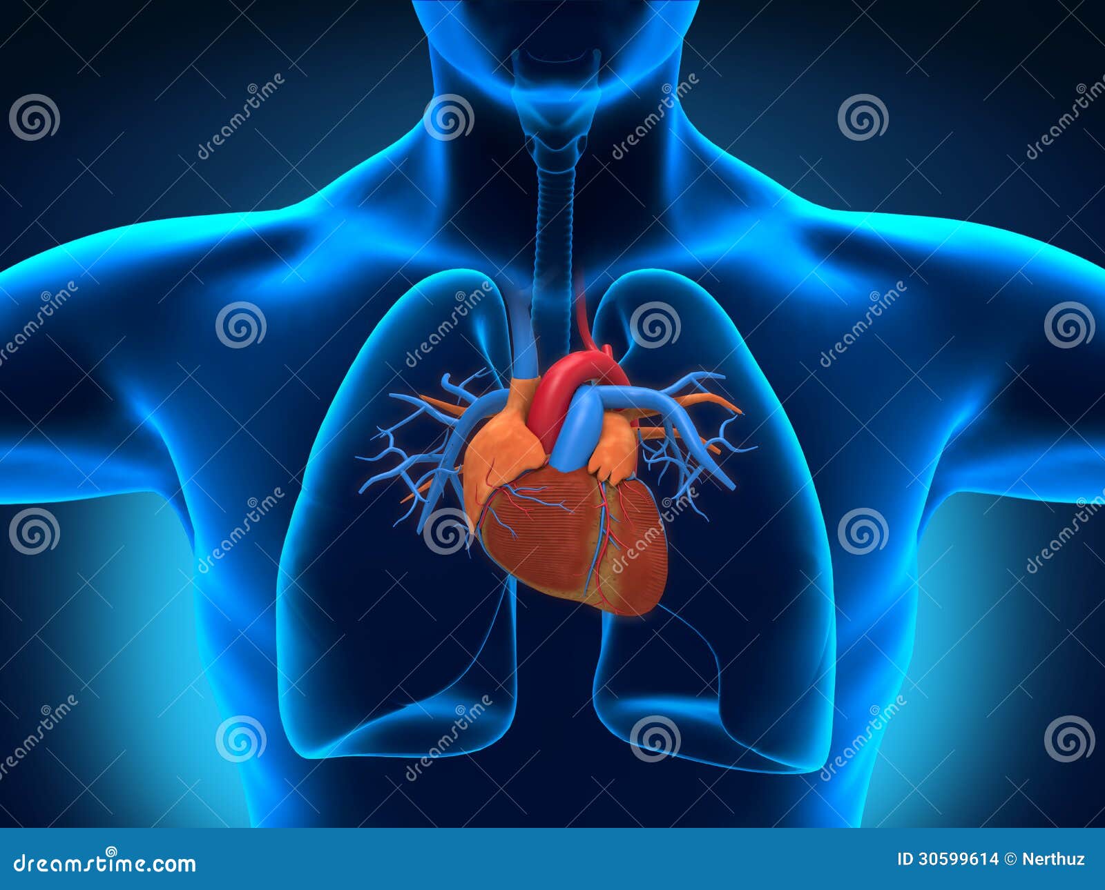 Anatomia Umana Del Cuore Immagini Stock - Immagine: 30599614