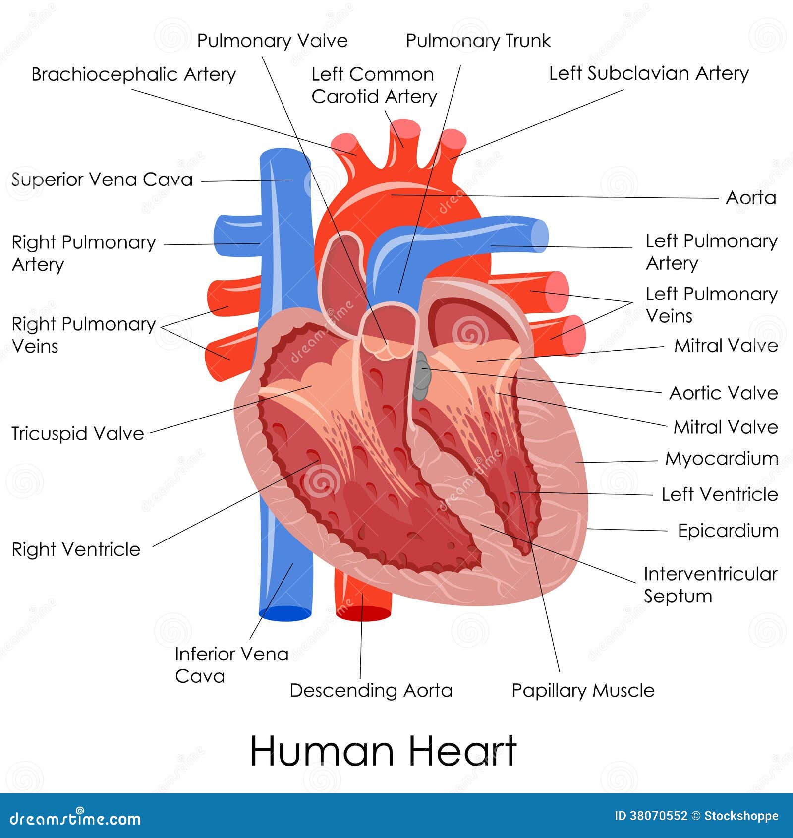 Illustrazione Anatomica Del Cuore Anatomia Del Cuore Umano