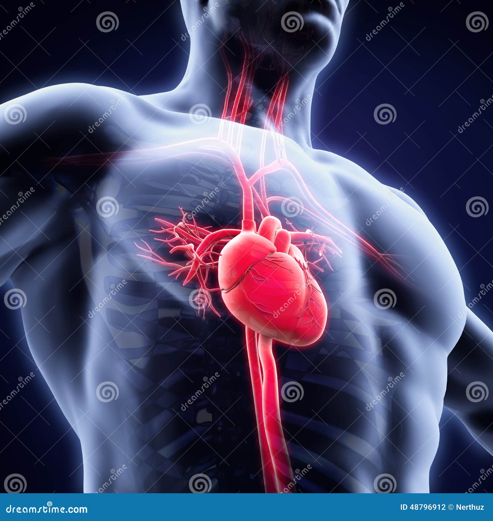 Anatomia Umana Del Cuore Illustrazione di Stock - Immagine: 48796912