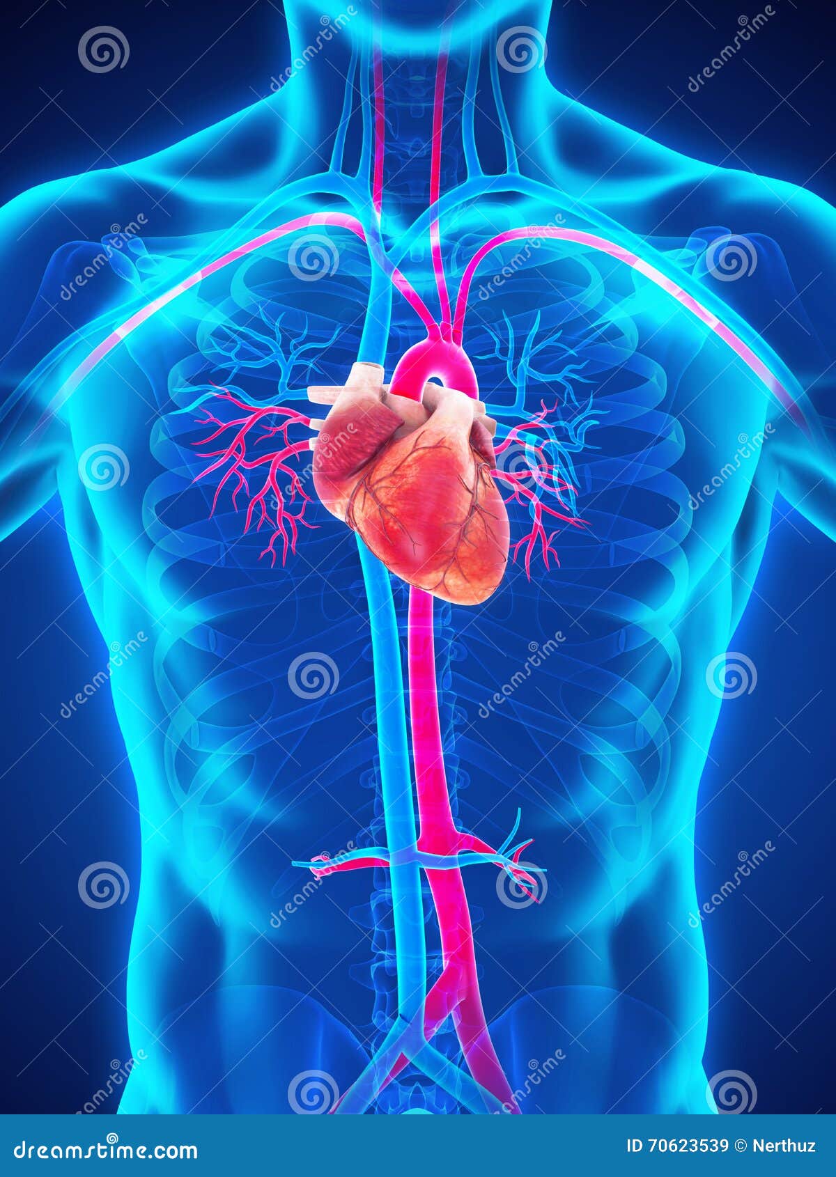Anatomia umana del cuore illustrazione di stock. Illustrazione di corpo ...