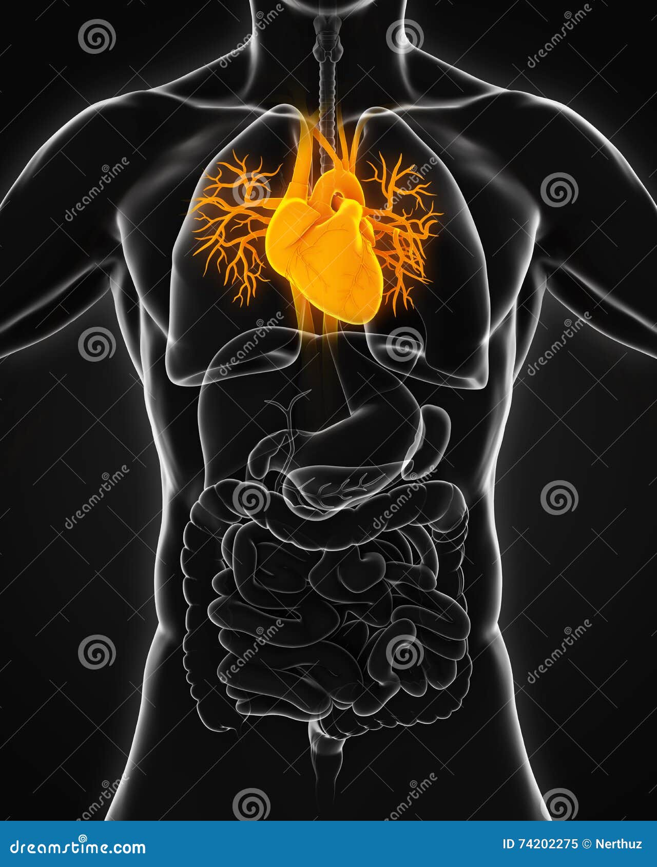 Anatomia umana del cuore illustrazione di stock. Illustrazione di ...