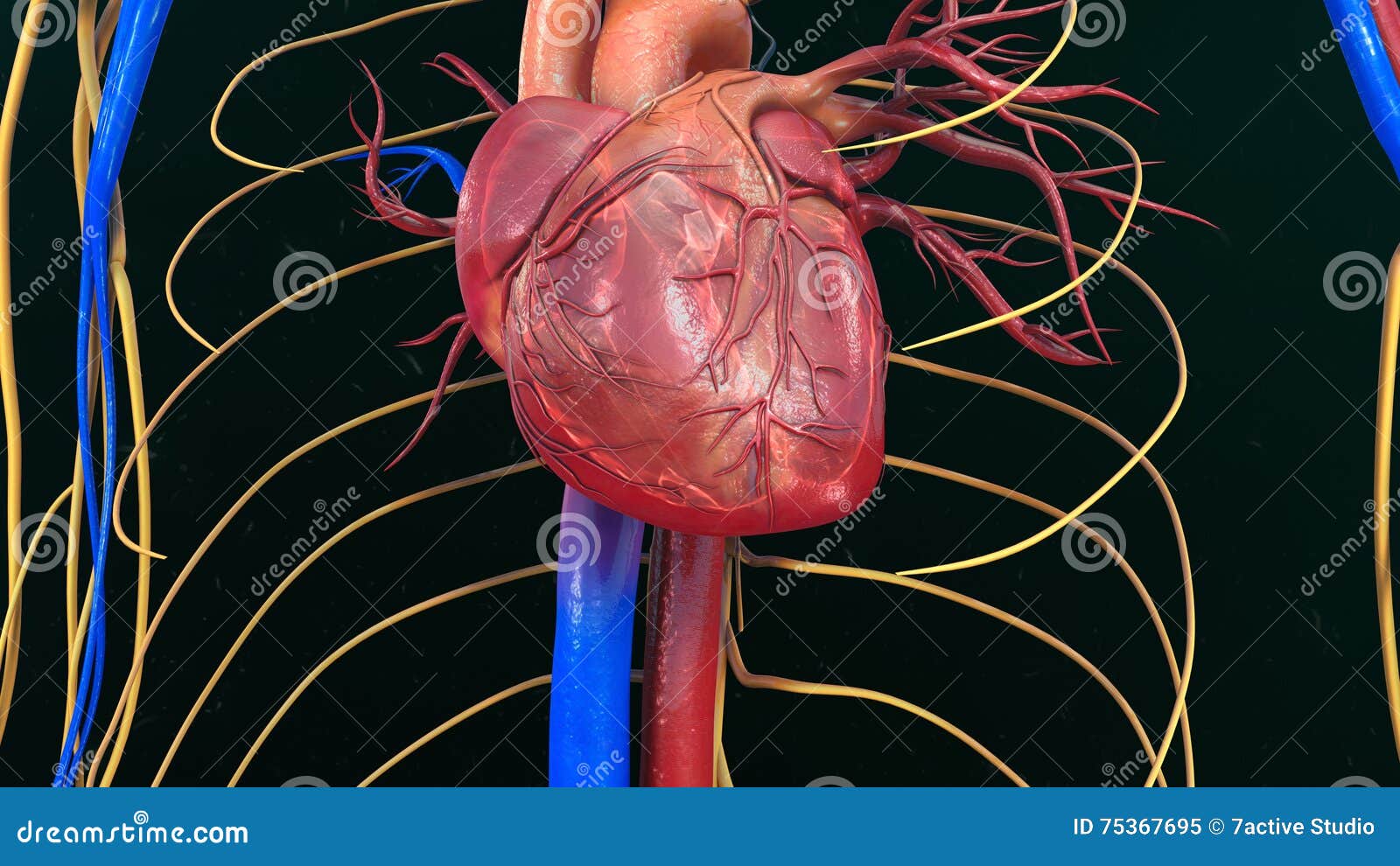 Anatomia umana del cuore immagine stock. Immagine di muscolo - 75367695