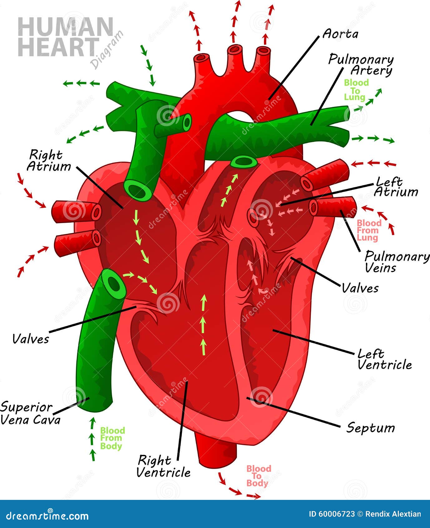 Anatomia Umana Del Diagramma Del Cuore Illustrazione Vettoriale ...