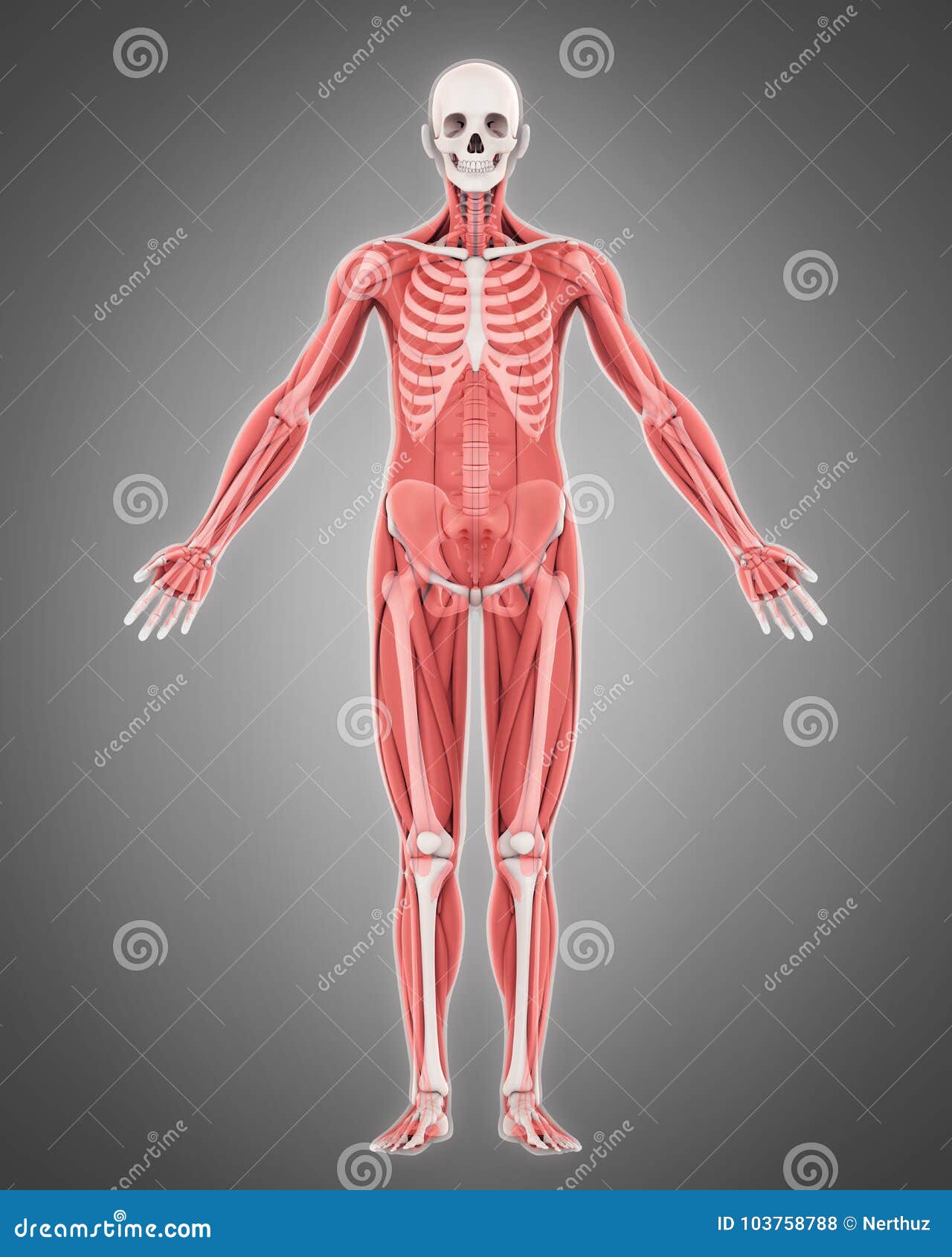 Anatomia Umana Del Muscolo E Dello Scheletro Illustrazione di Stock ...