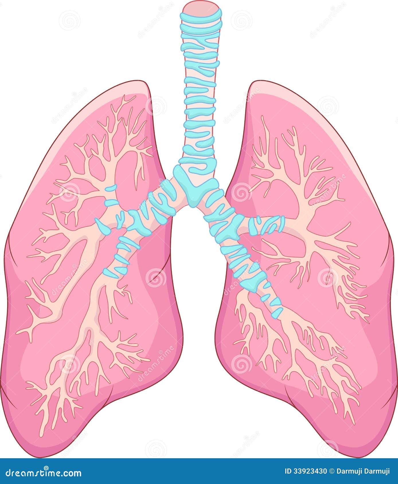 Anatomia umana del polmone illustrazione vettoriale. Illustrazione di ...