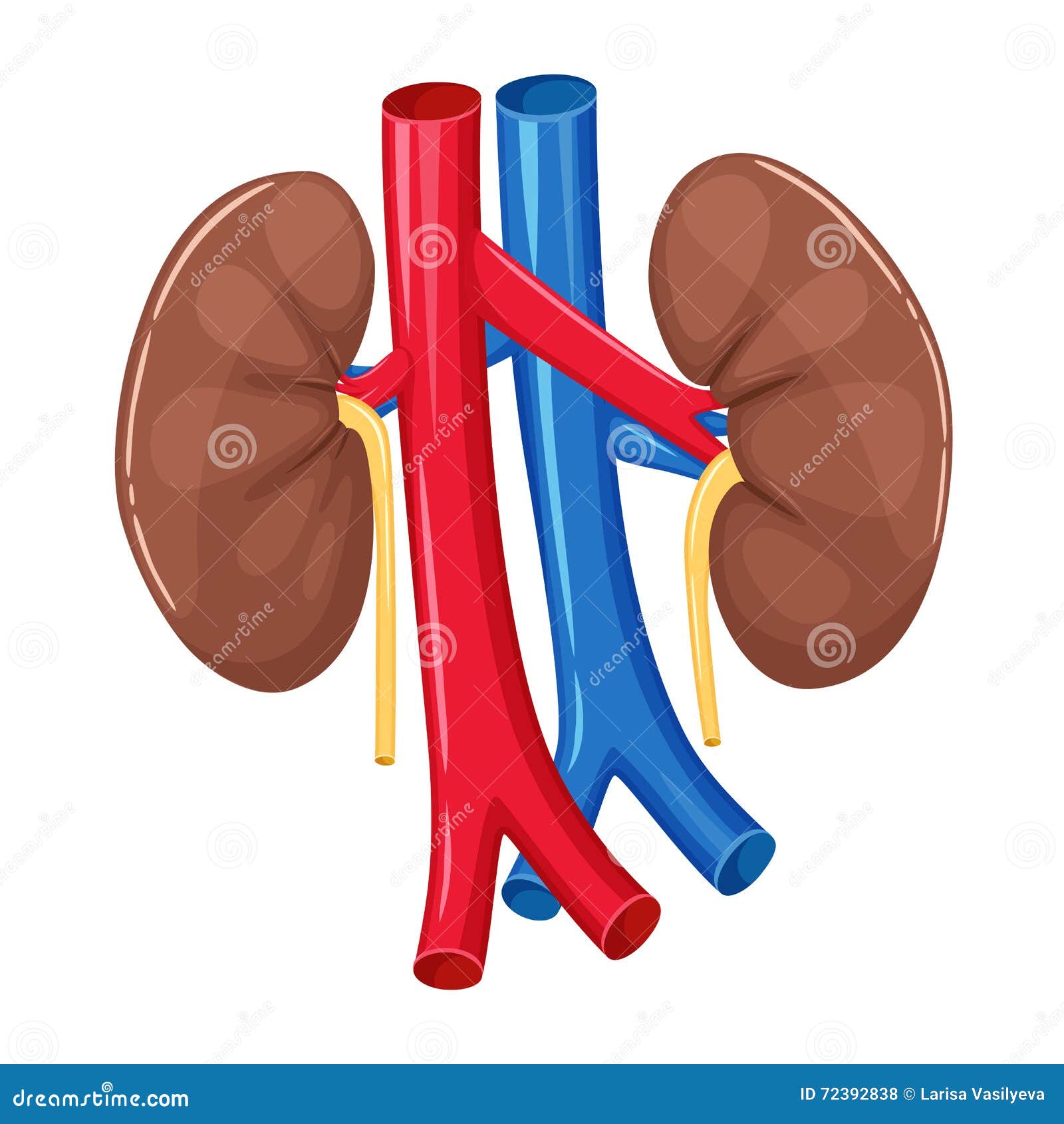 Anatomia umana del rene illustrazione vettoriale. Illustrazione di ...