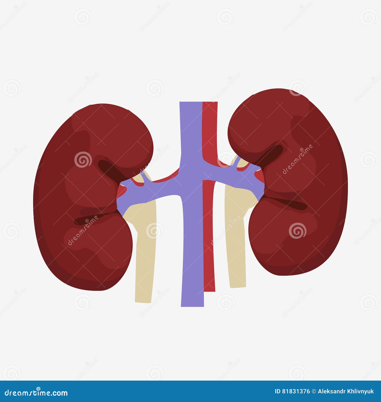Anatomia umana del rene illustrazione di stock. Illustrazione di ...