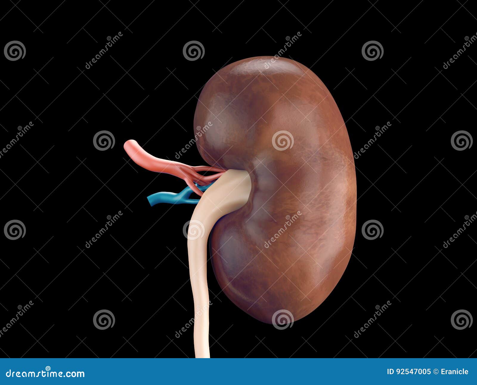 Anatomia umana del rene illustrazione di stock. Illustrazione di ...
