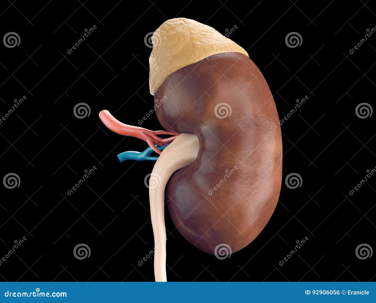 Anatomia umana del rene illustrazione di stock. Illustrazione di vivere ...