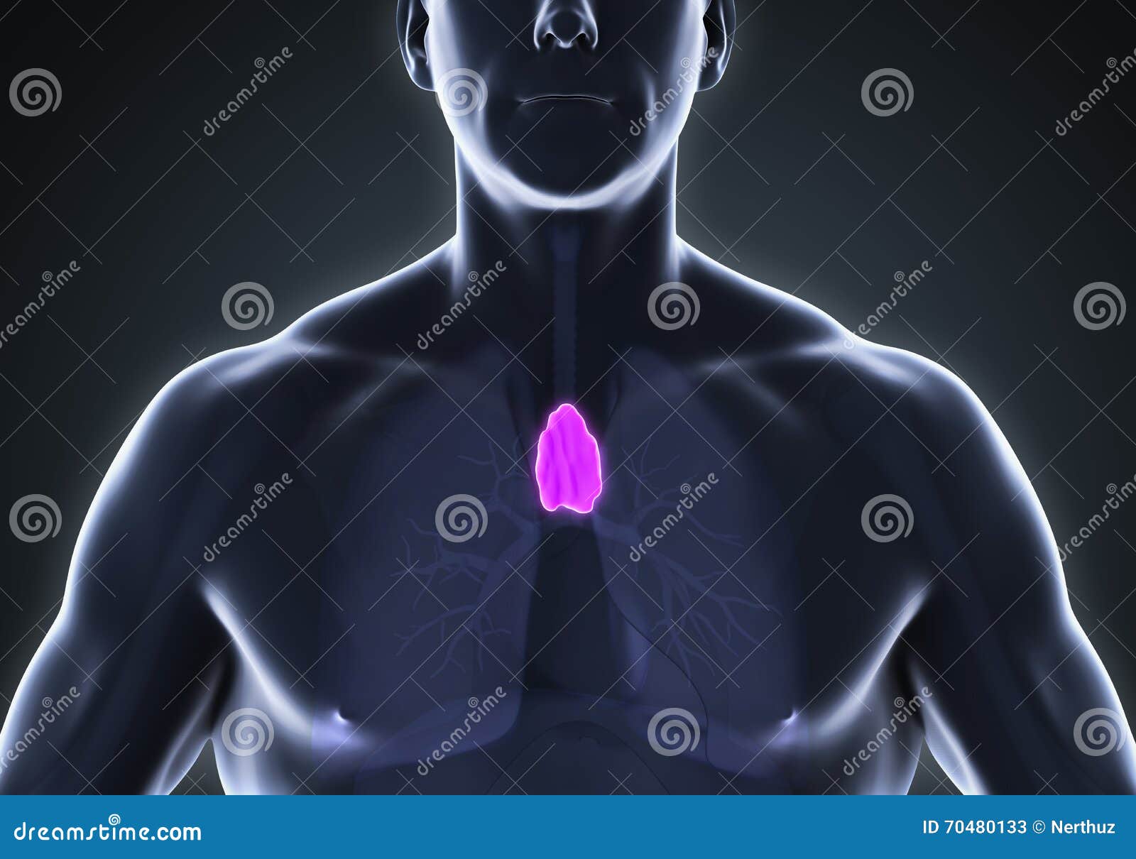 Anatomia umana del timo illustrazione di stock. Illustrazione di cancro ...