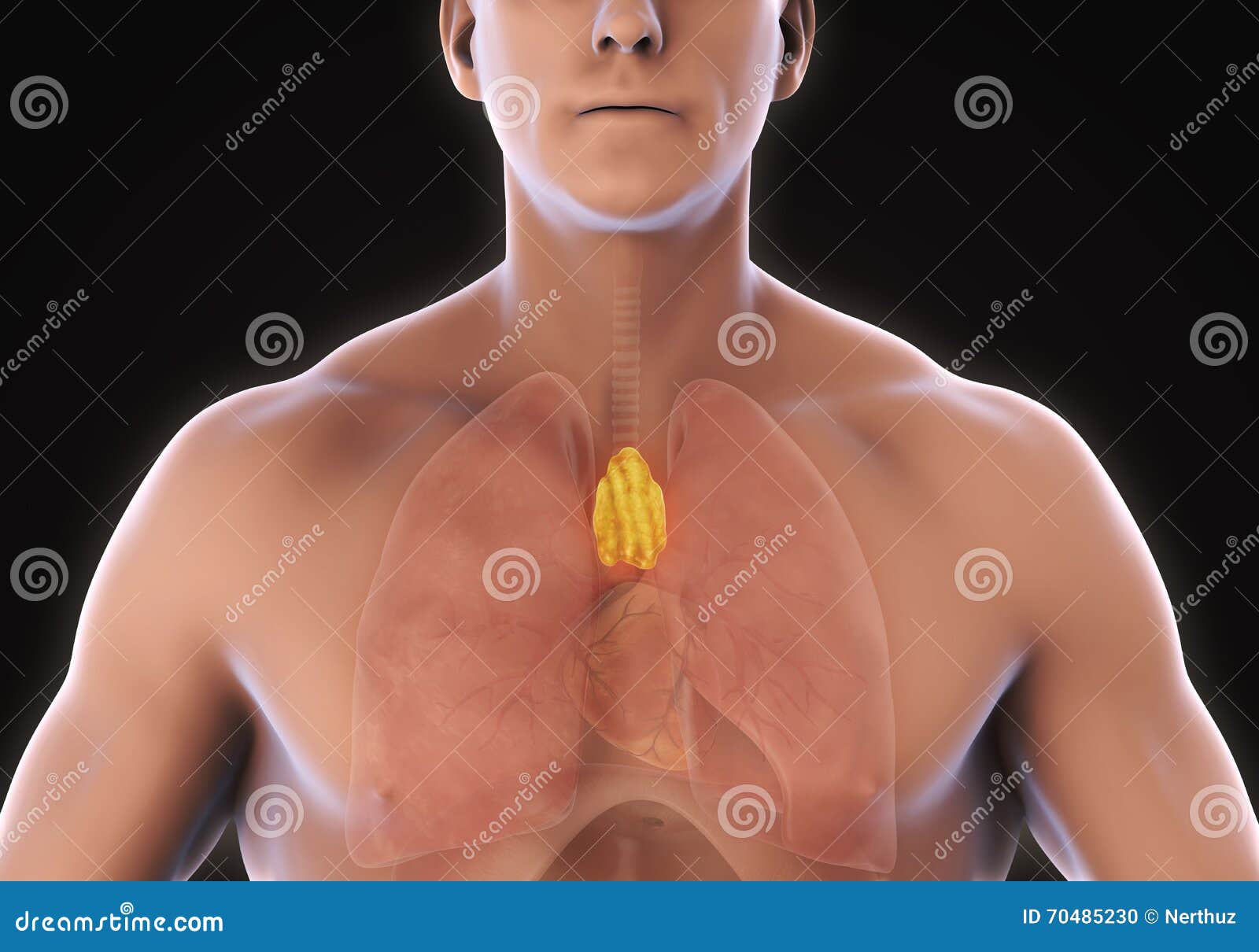 Anatomia umana del timo illustrazione di stock. Illustrazione di ...