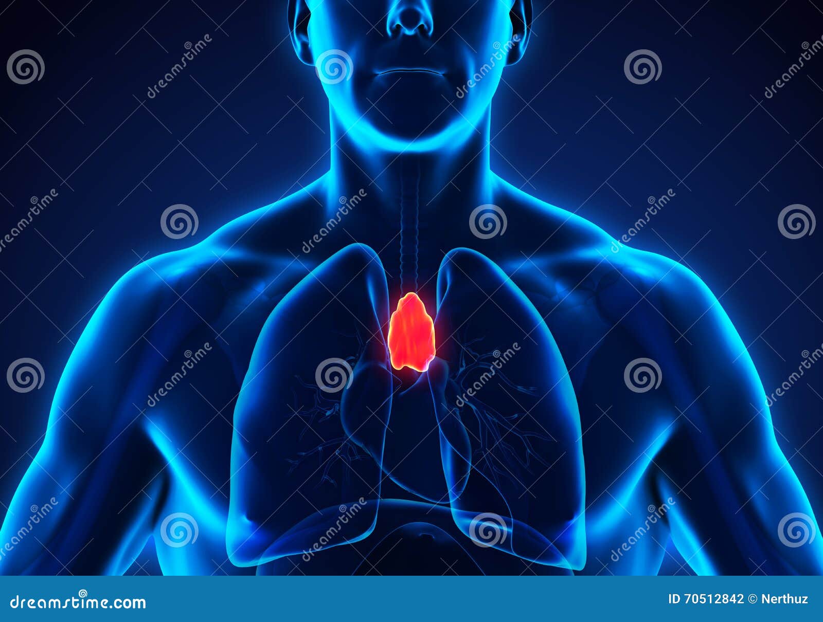 Anatomia umana del timo illustrazione di stock. Illustrazione di linfa ...