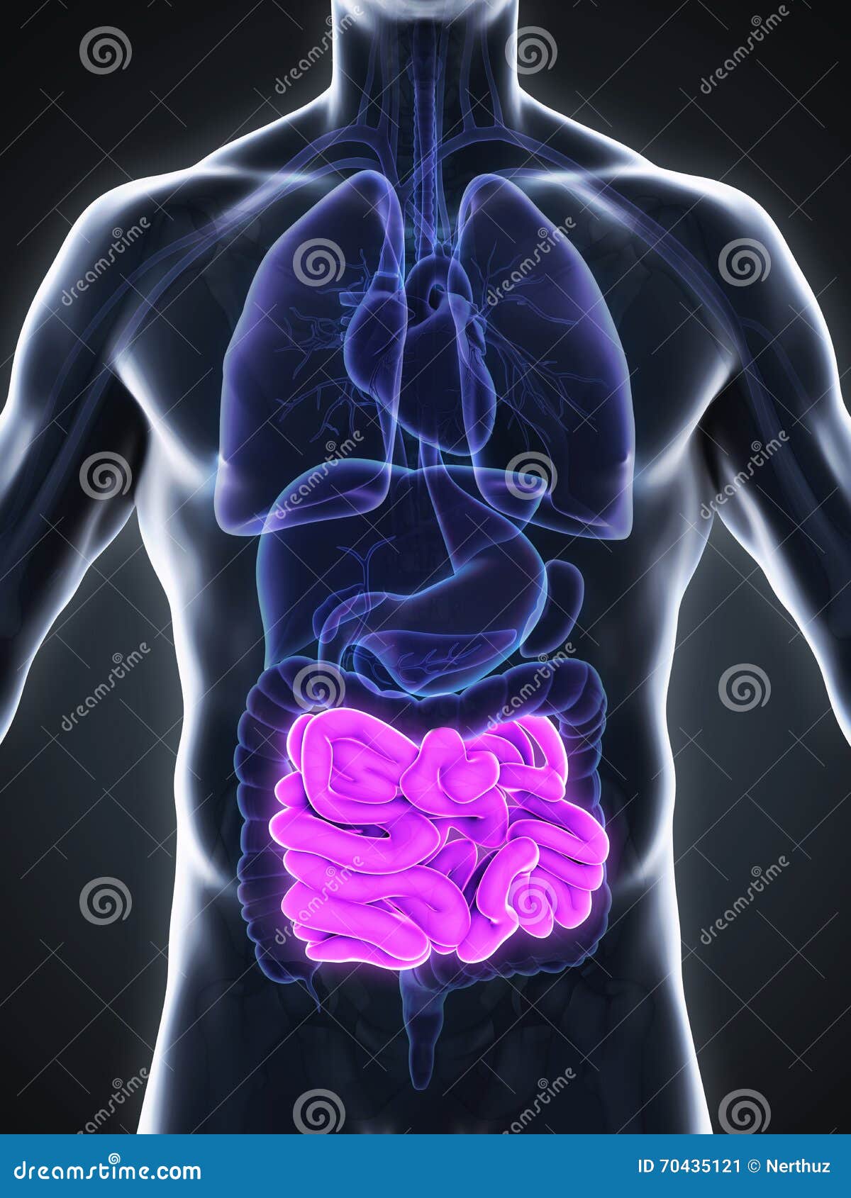 Anatomia Umana Dell'intestino Tenue Illustrazione di Stock ...