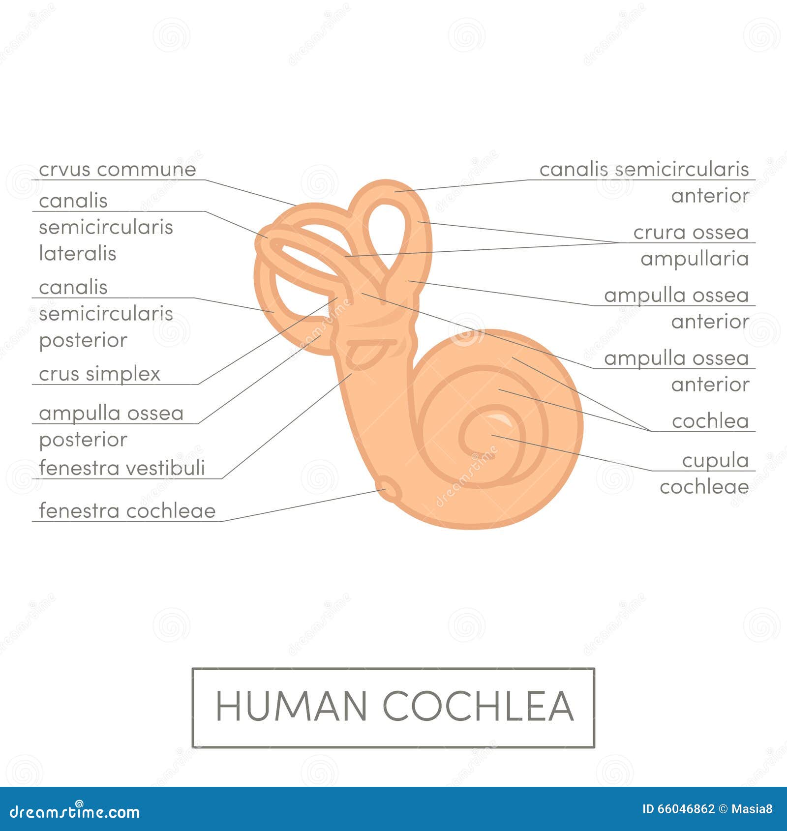 Anatomia Umana Della Coclea Illustrazione di Stock - Illustrazione di ...