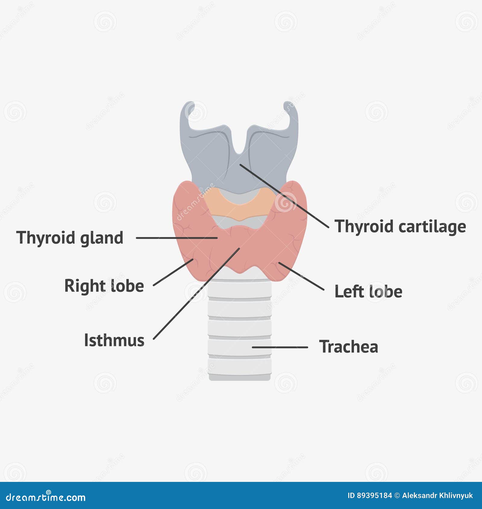 Anatomia Umana Della Laringe Illustrazione di Stock - Illustrazione di ...