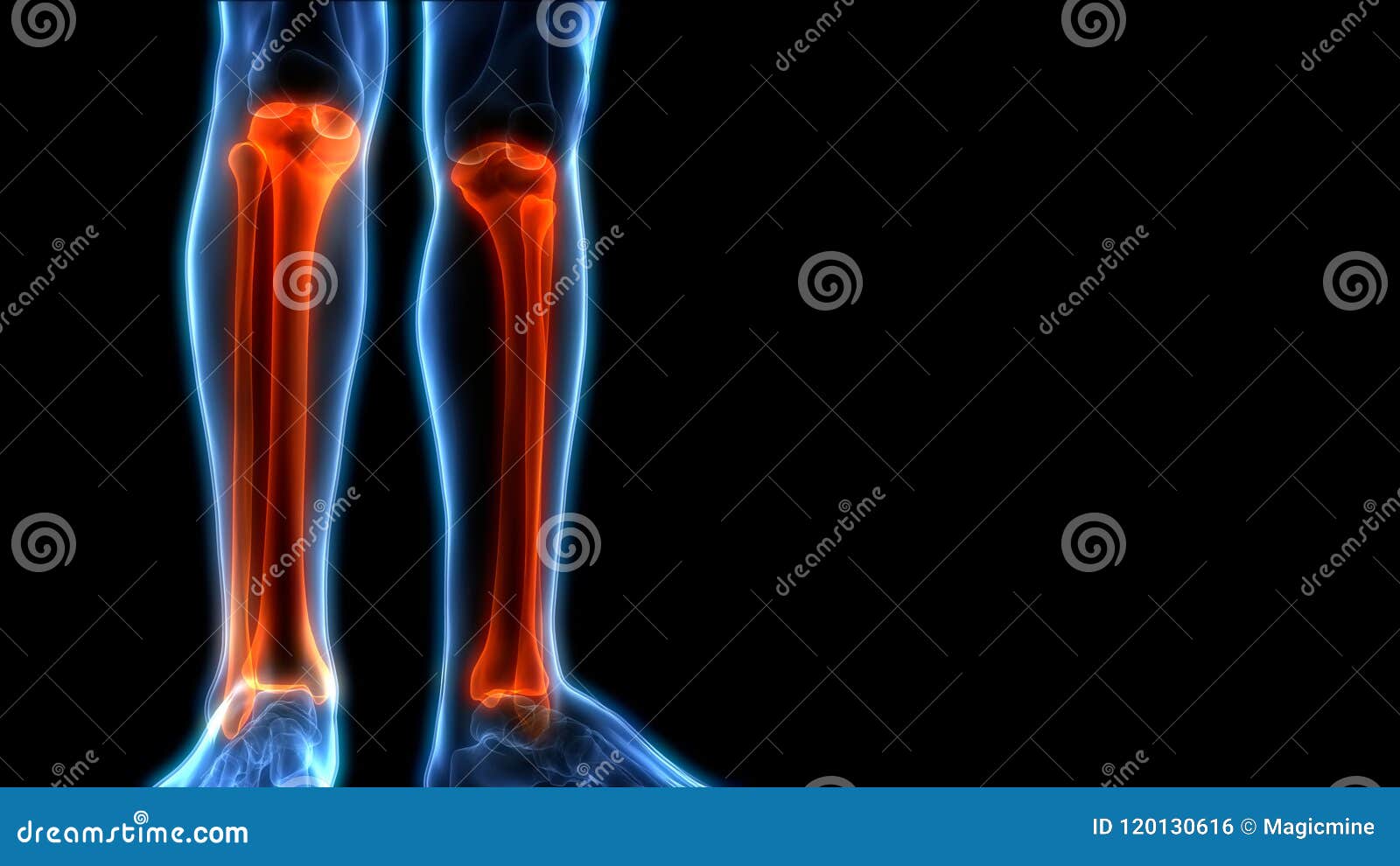 Anatomia Umana Della Tibia E Del Perone Del Sistema Di Scheletro ...