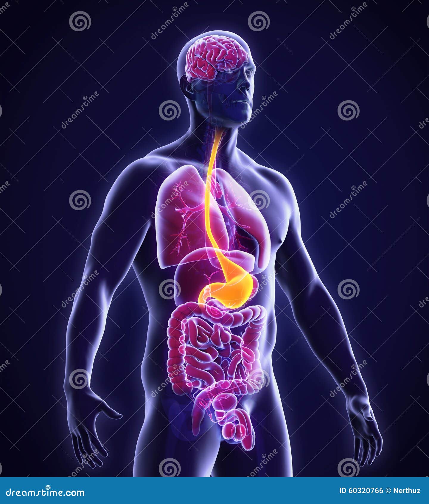 Anatomia Umana Dello Stomaco Illustrazione di Stock - Illustrazione di ...