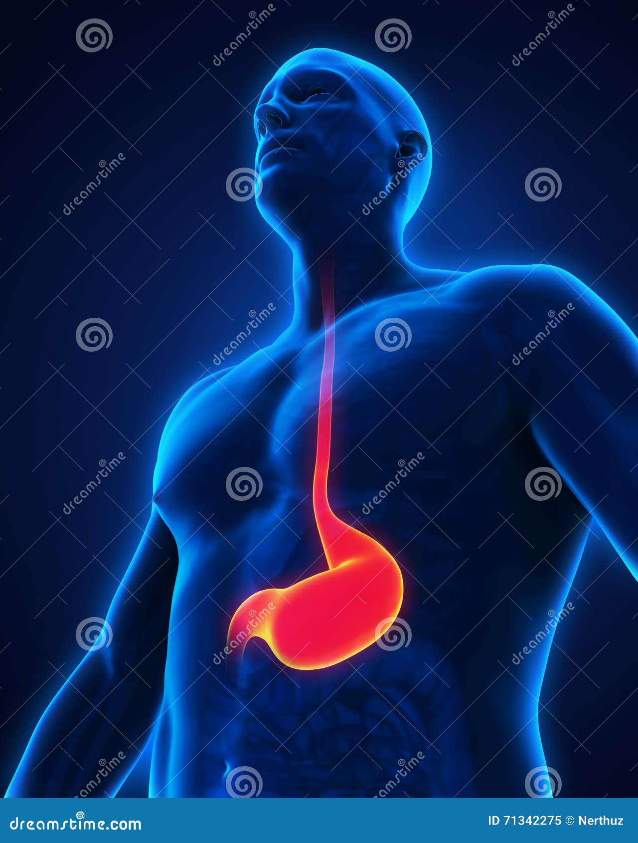 Anatomia Umana Dello Stomaco Illustrazione di Stock - Illustrazione di ...