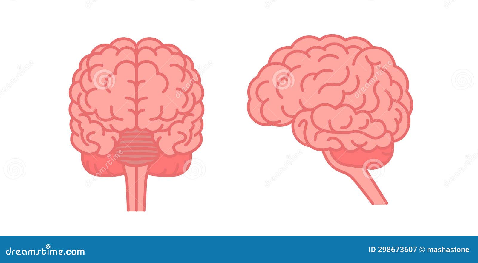 Human Brain Front and Side View. Flat Vector Color Illustration ...