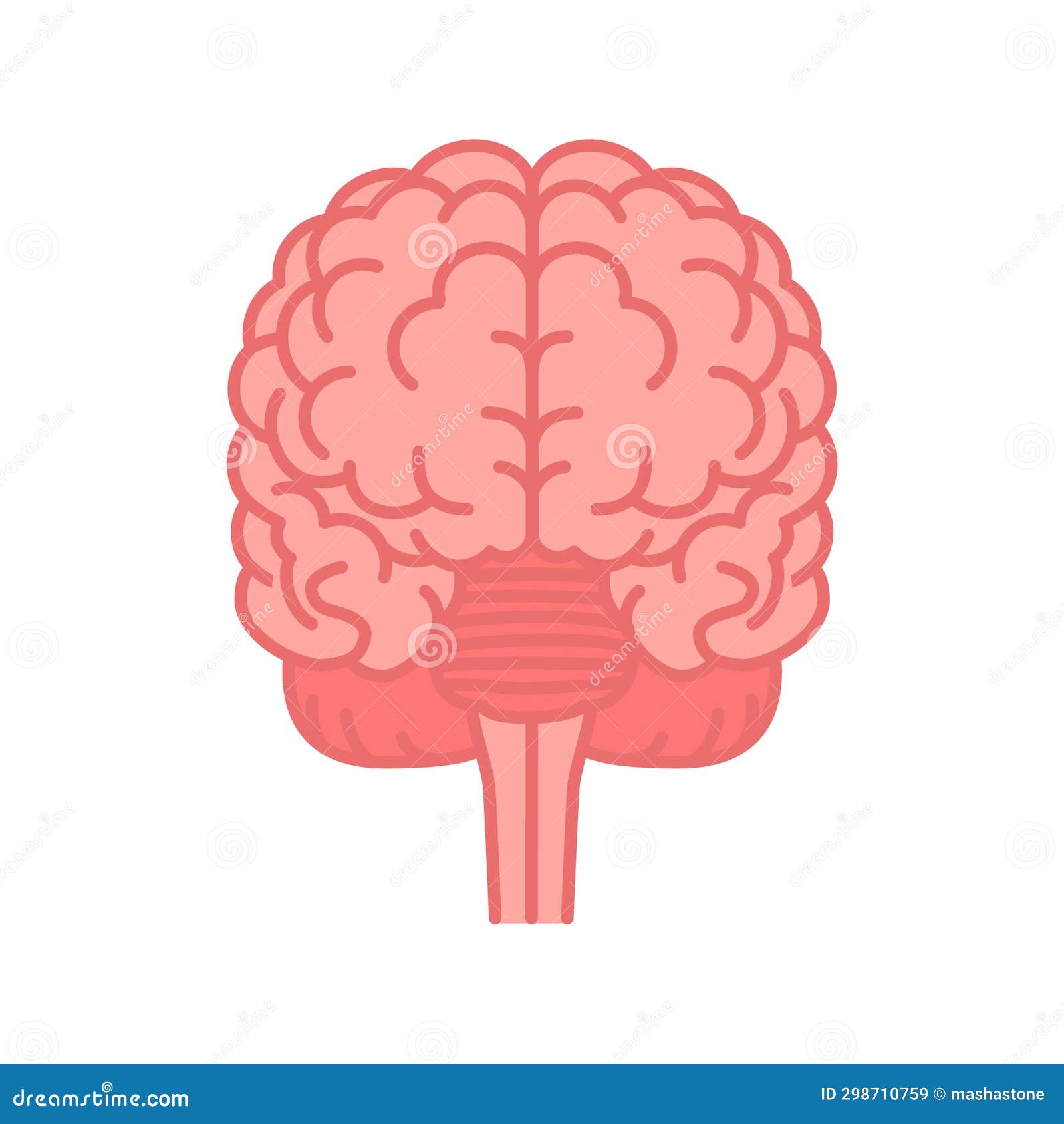 Human Brain Front View. Flat Vector Color Illustration Isolated on ...