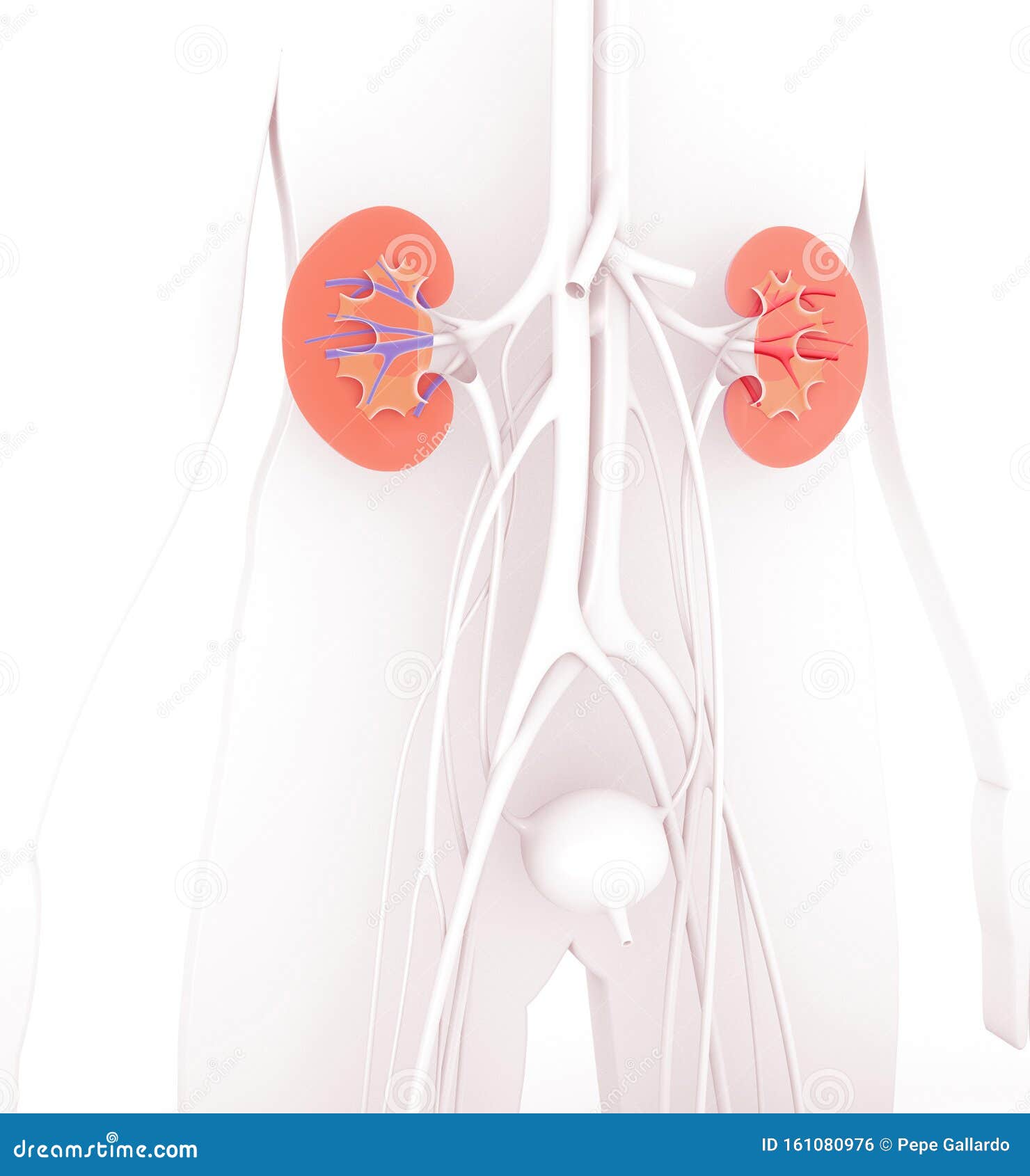 Anatomic 3D Illustration Of The Urinary System, Sectioned Kidneys ...