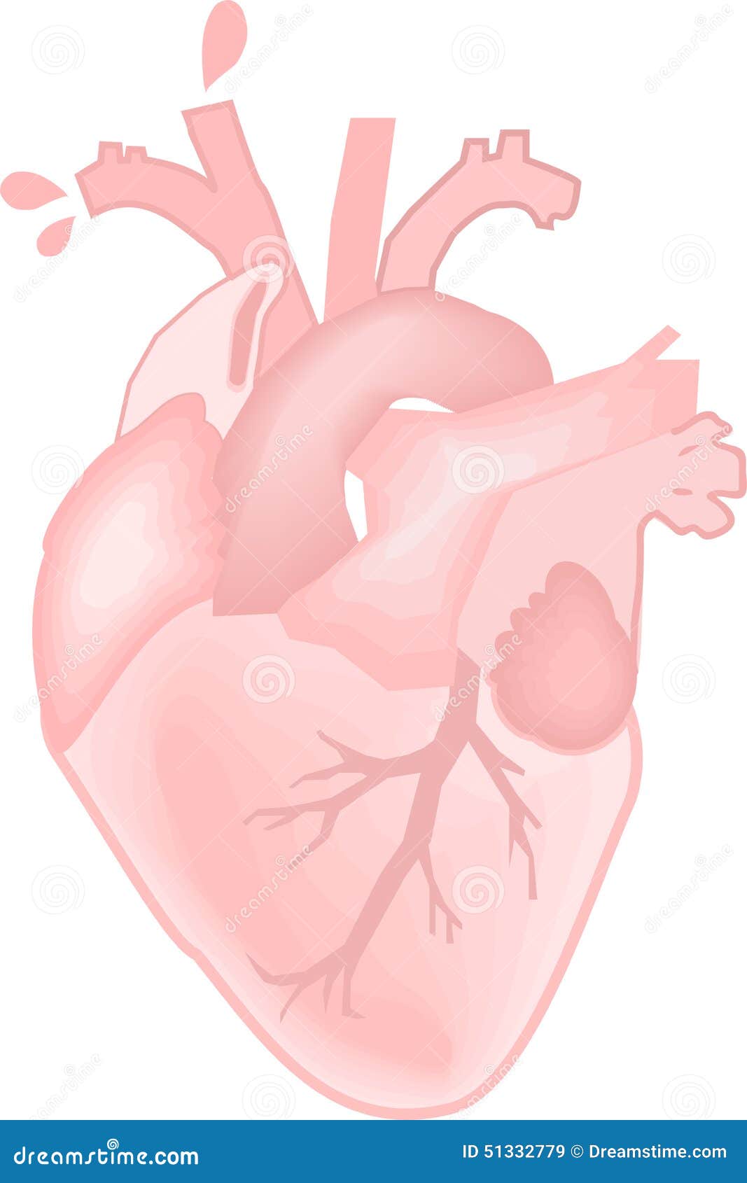 Anatomic Heart Vector stock illustration. Illustration of accurate ...