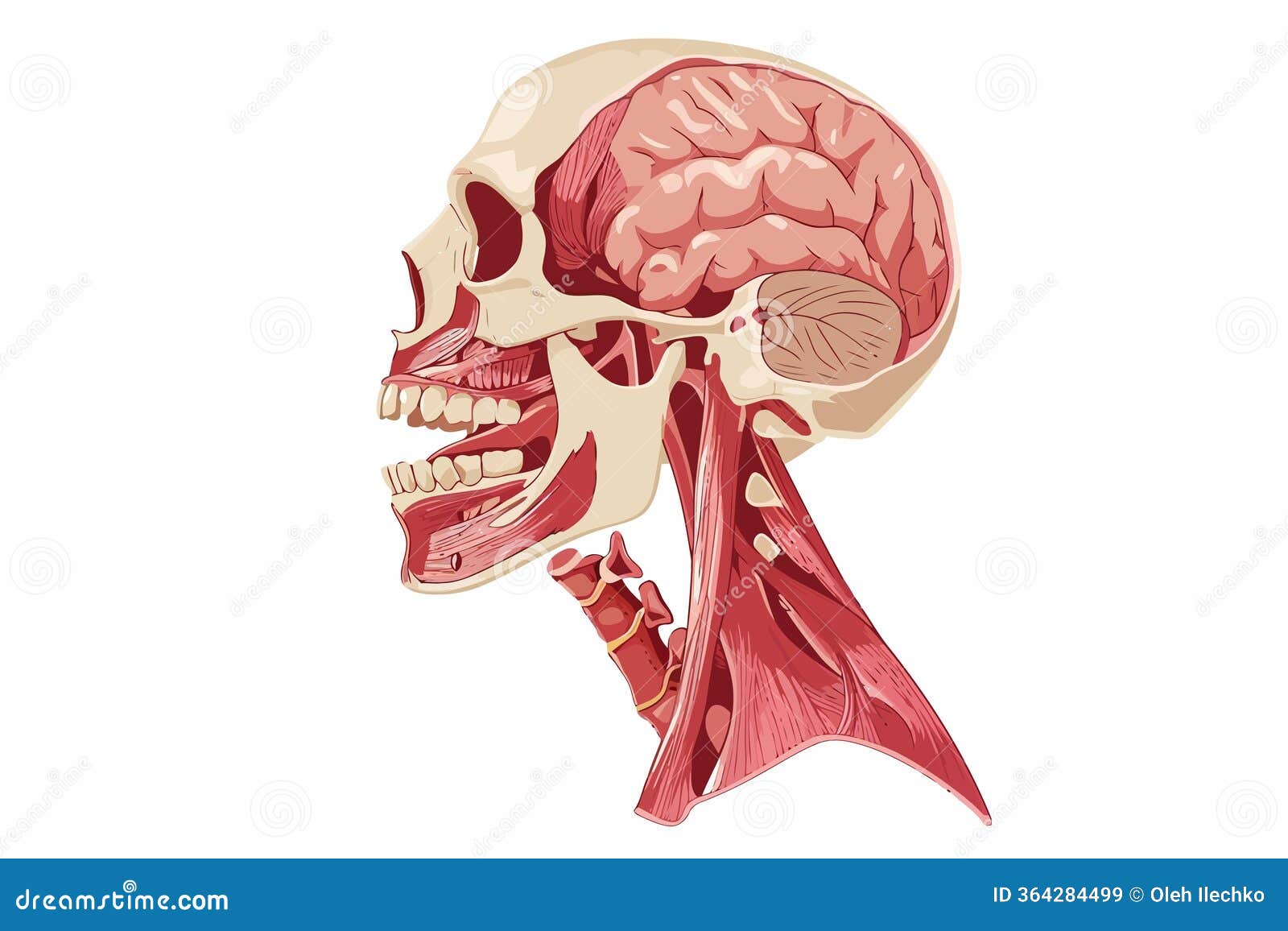Anatomic Illustration Biology Class Poster Isolated Illustration ...