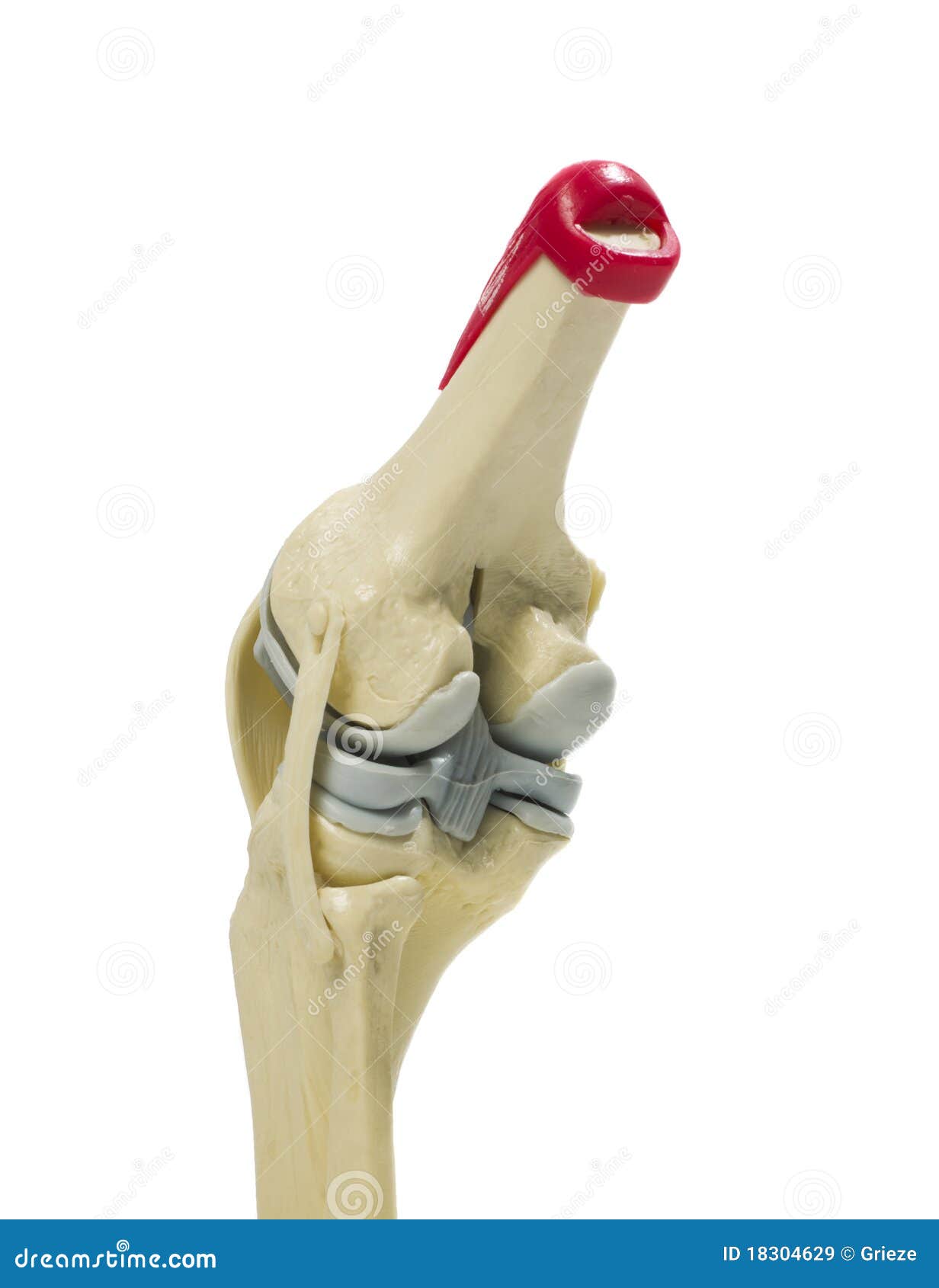 Anatomic model of a knee stock image. Image of healthcare - 18304629