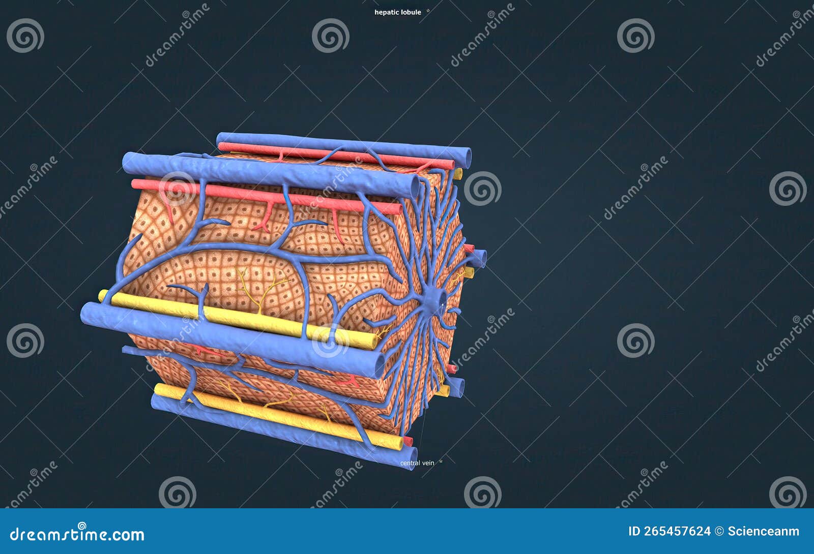 The Hepatic Lobule is the Anatomic Unit of the Liver Stock Illustration ...