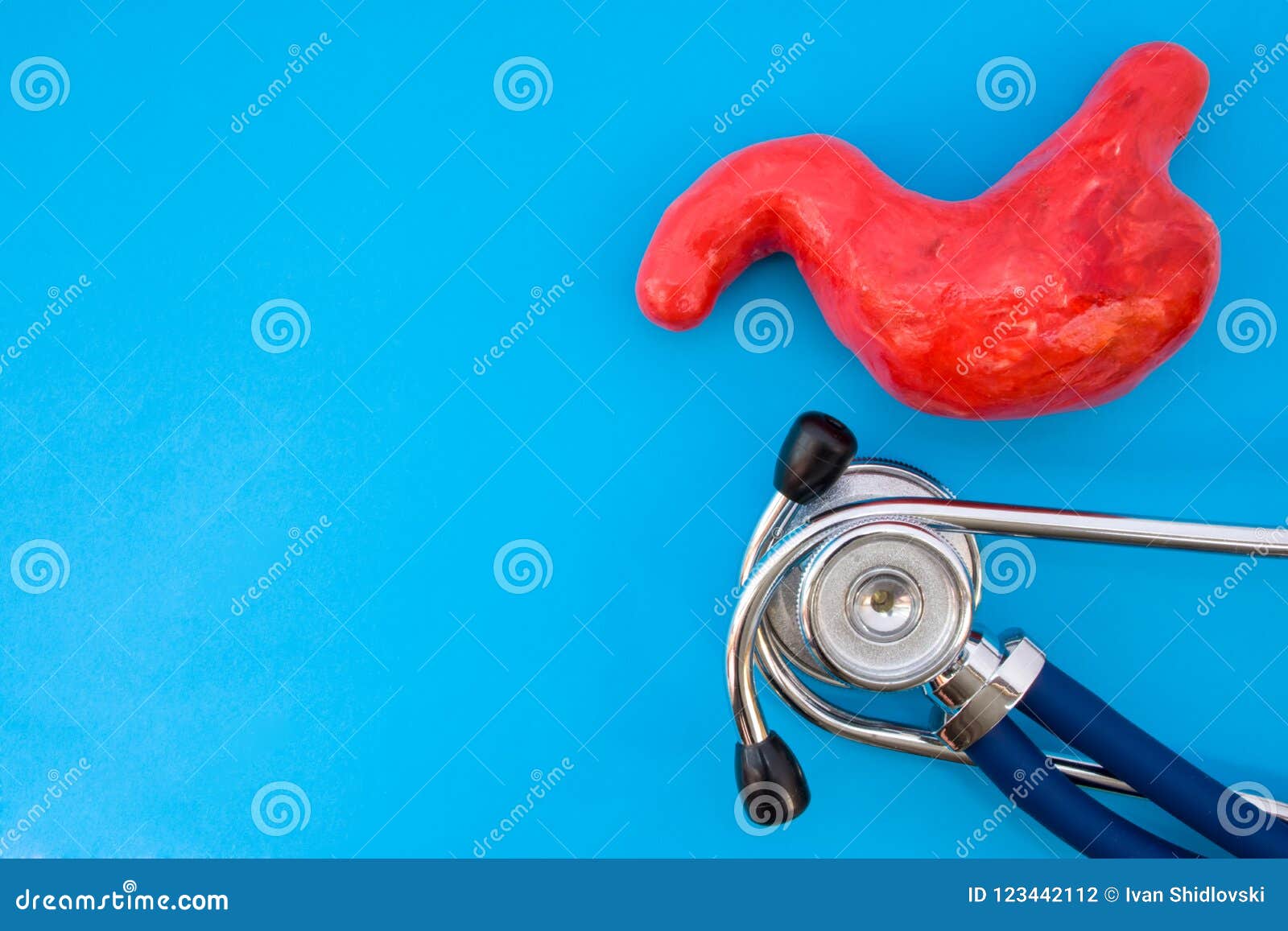 Anatomic Study Model of Stomach or Gastric and Stethoscope on Blue ...