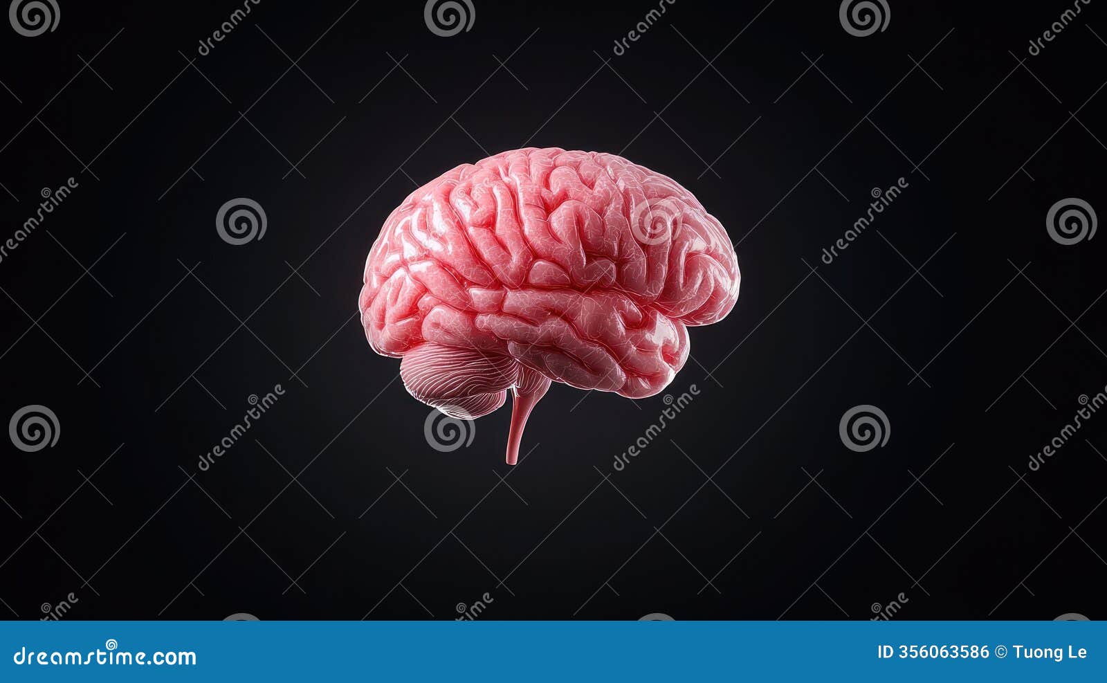 Anatomical Brain on Education & Science Background: Exploring the ...