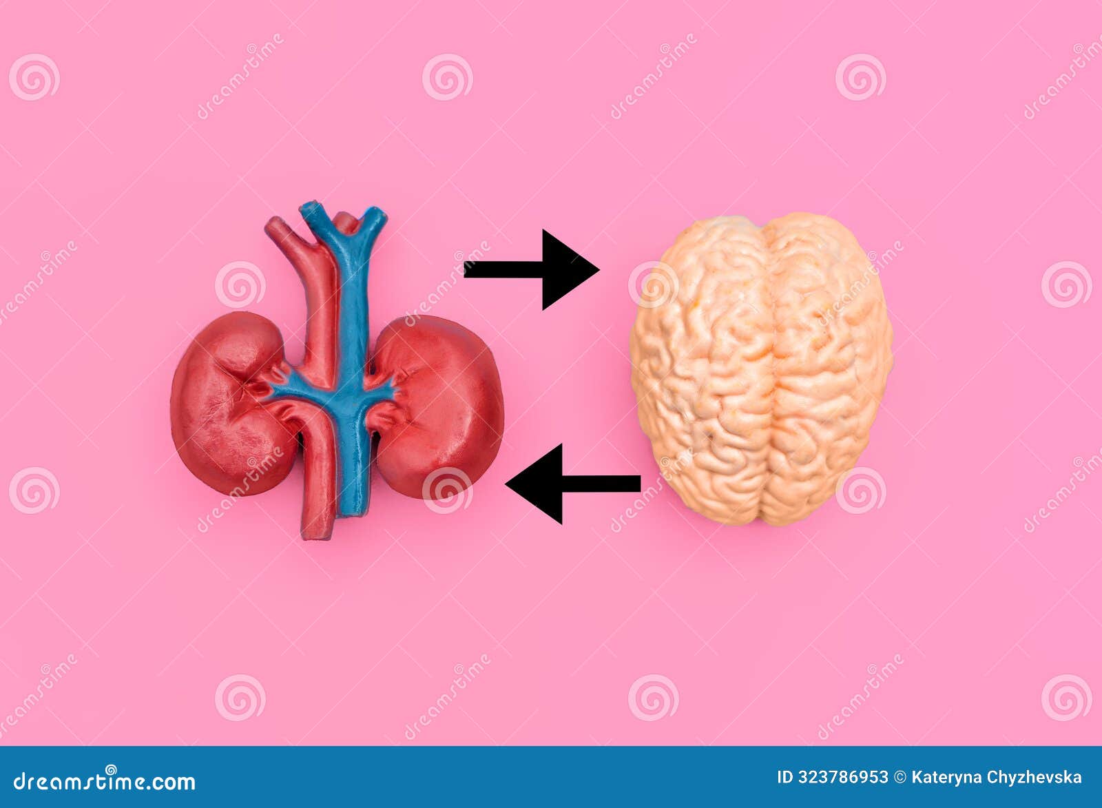 Anatomical Brain and Kidneys Models with Bilateral Arrows on Pink Stock ...