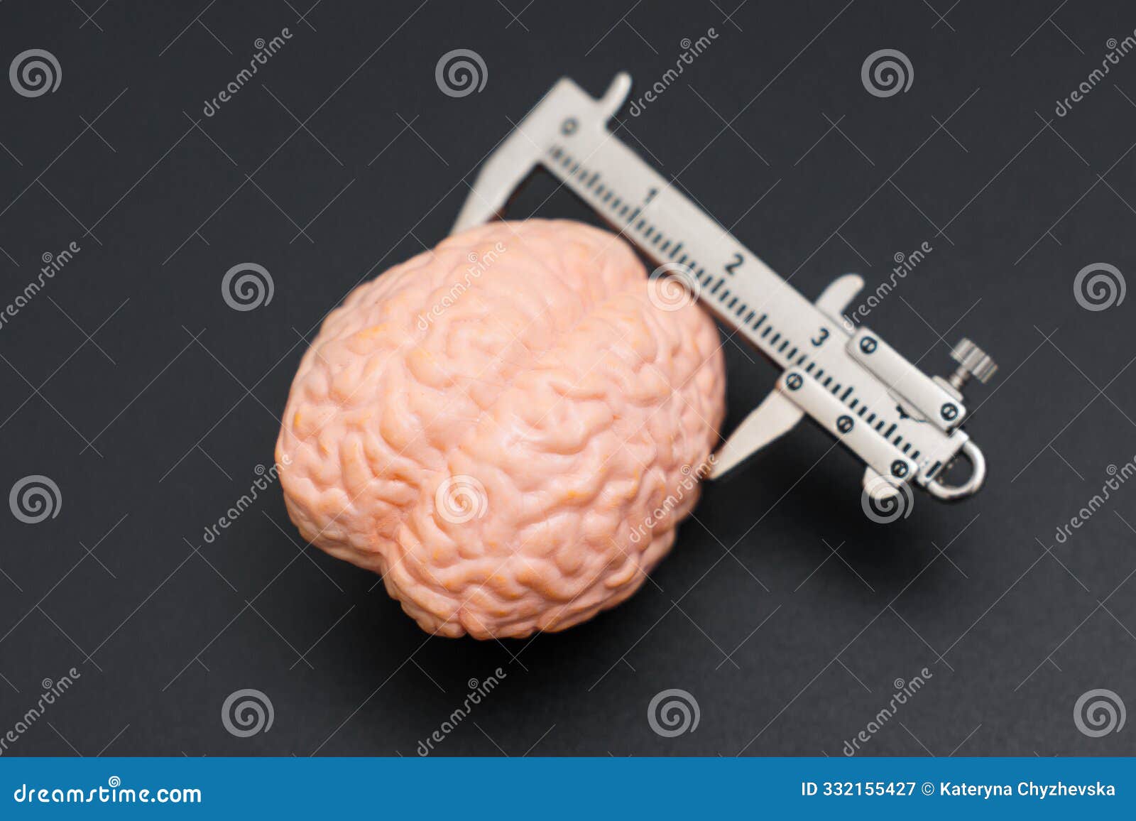 Anatomical Brain Model with Measuring Tool on Black Background Stock ...