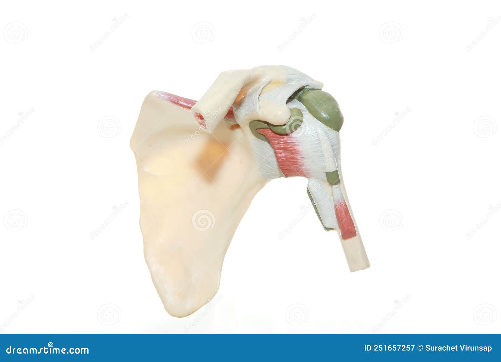 Anatomical Components of the Human Scapula. Anatomy Stock Illustration ...