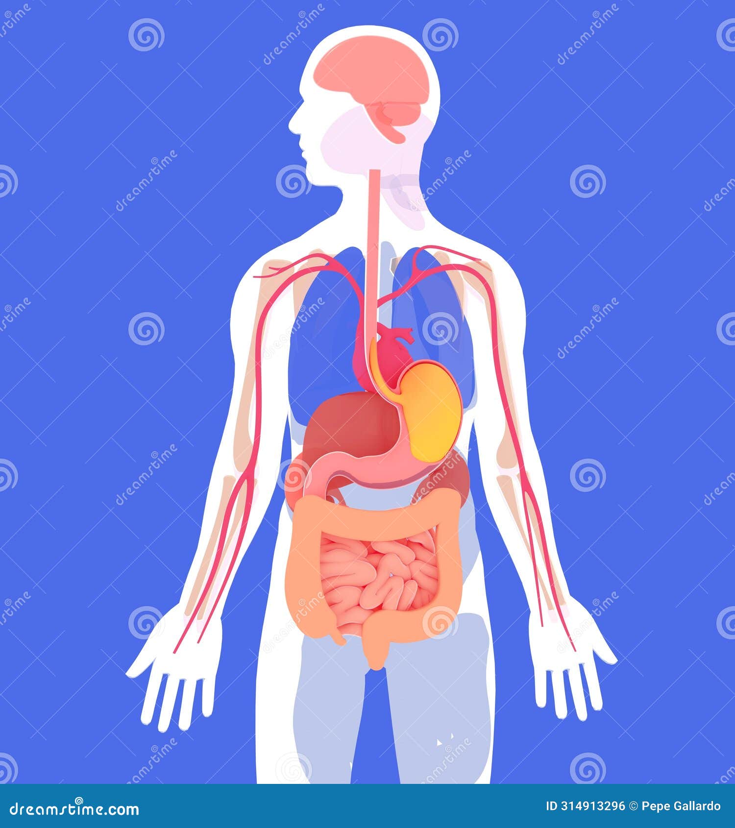 Peritonitis Transparent Icon. Peritonitis Symbol Design From Dis ...