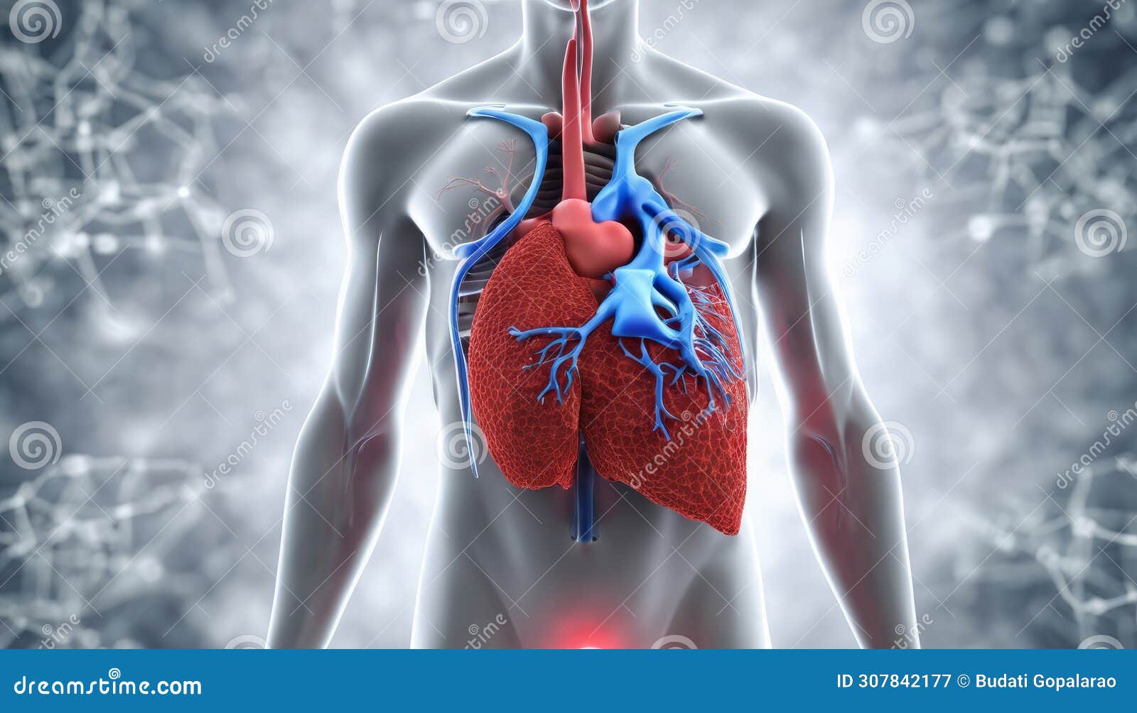 Anatomical 3D Rendering of Human Torso with Visible Heart and Lungs ...